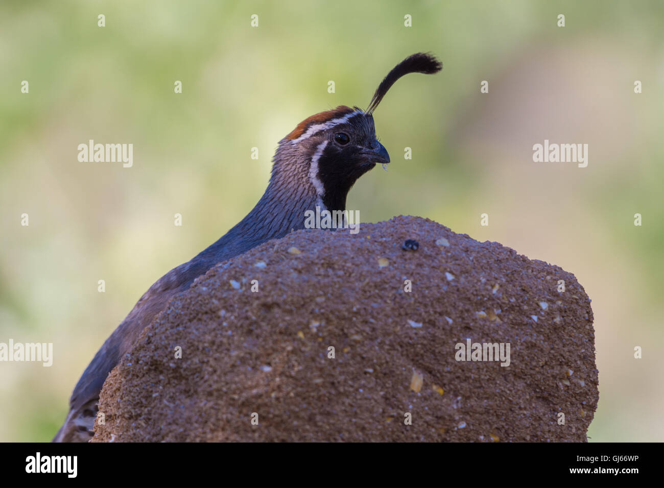 Male Gambel's Quail, (Callipepla gambelii), at a seed block. Bosque del ...