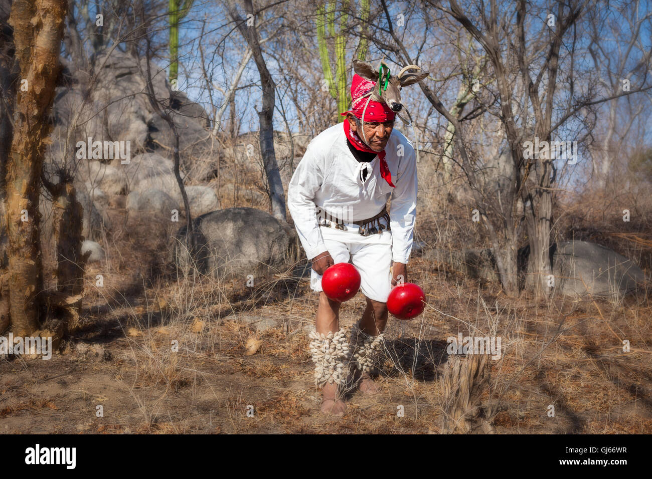 A Mayo Yoreme dancer performing the traditional Danza del Venado in the ...