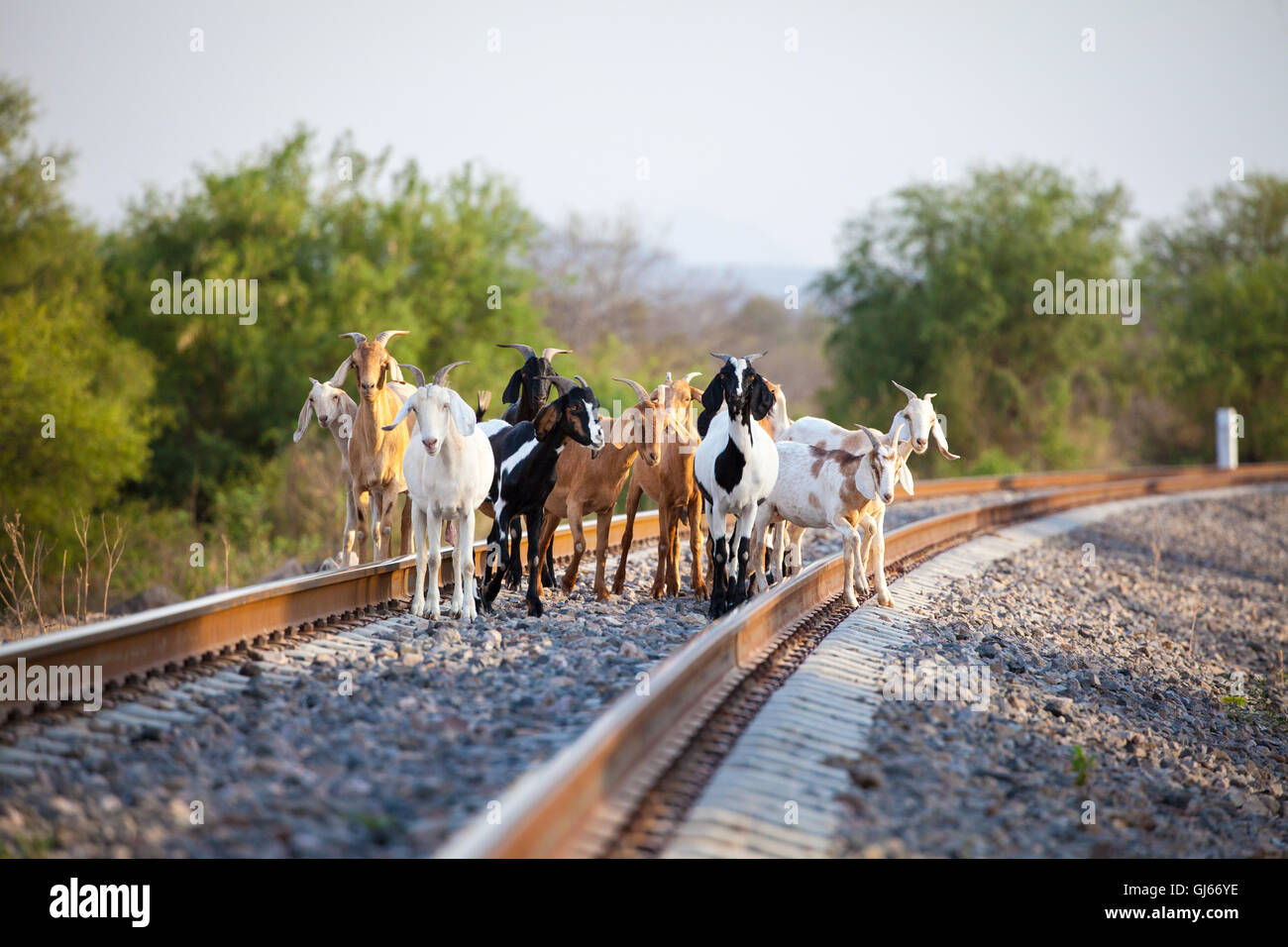 Fuerte goat hi-res stock photography and images - Alamy