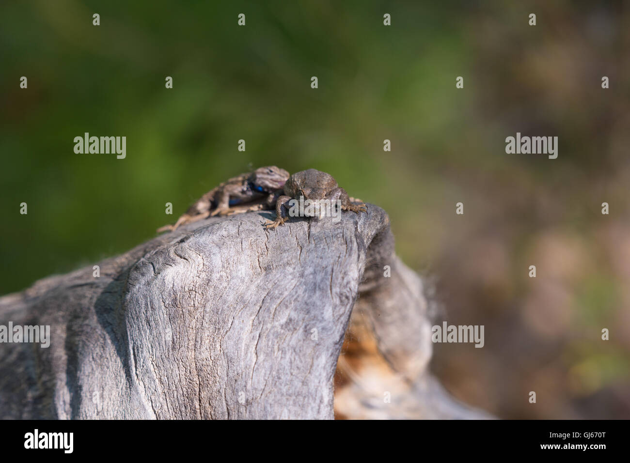 Courting Southwestern Fence lizards, (Sceloporus cowlesi), Rio Grande ...