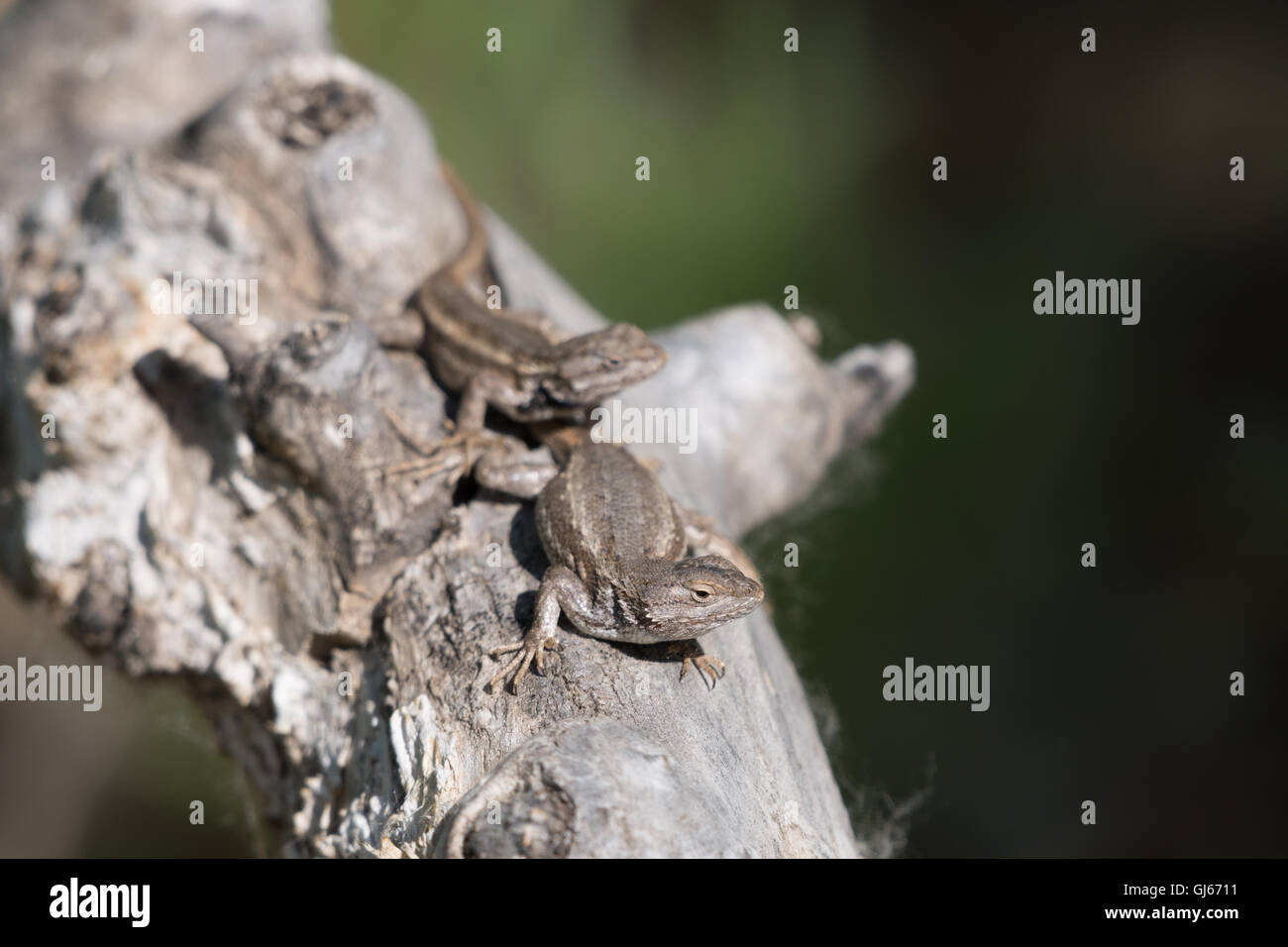 Courting Southwestern Fence lizards, (Sceloporus cowlesi), Rio Grande ...