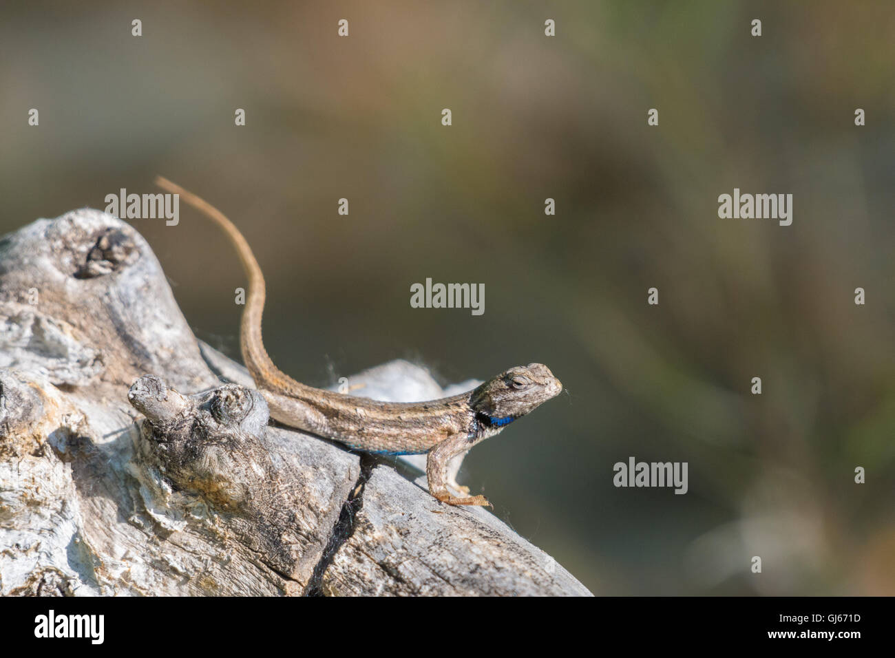 Courting Southwestern Fence lizards, (Sceloporus cowlesi), Rio Grande ...