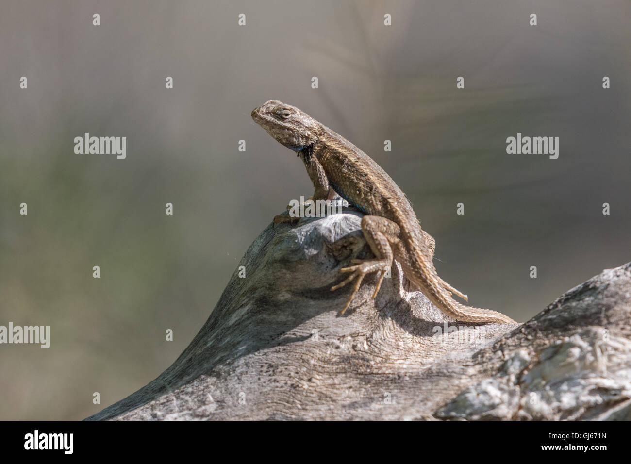 Courting Southwestern Fence lizards, (Sceloporus cowlesi), Rio Grande ...