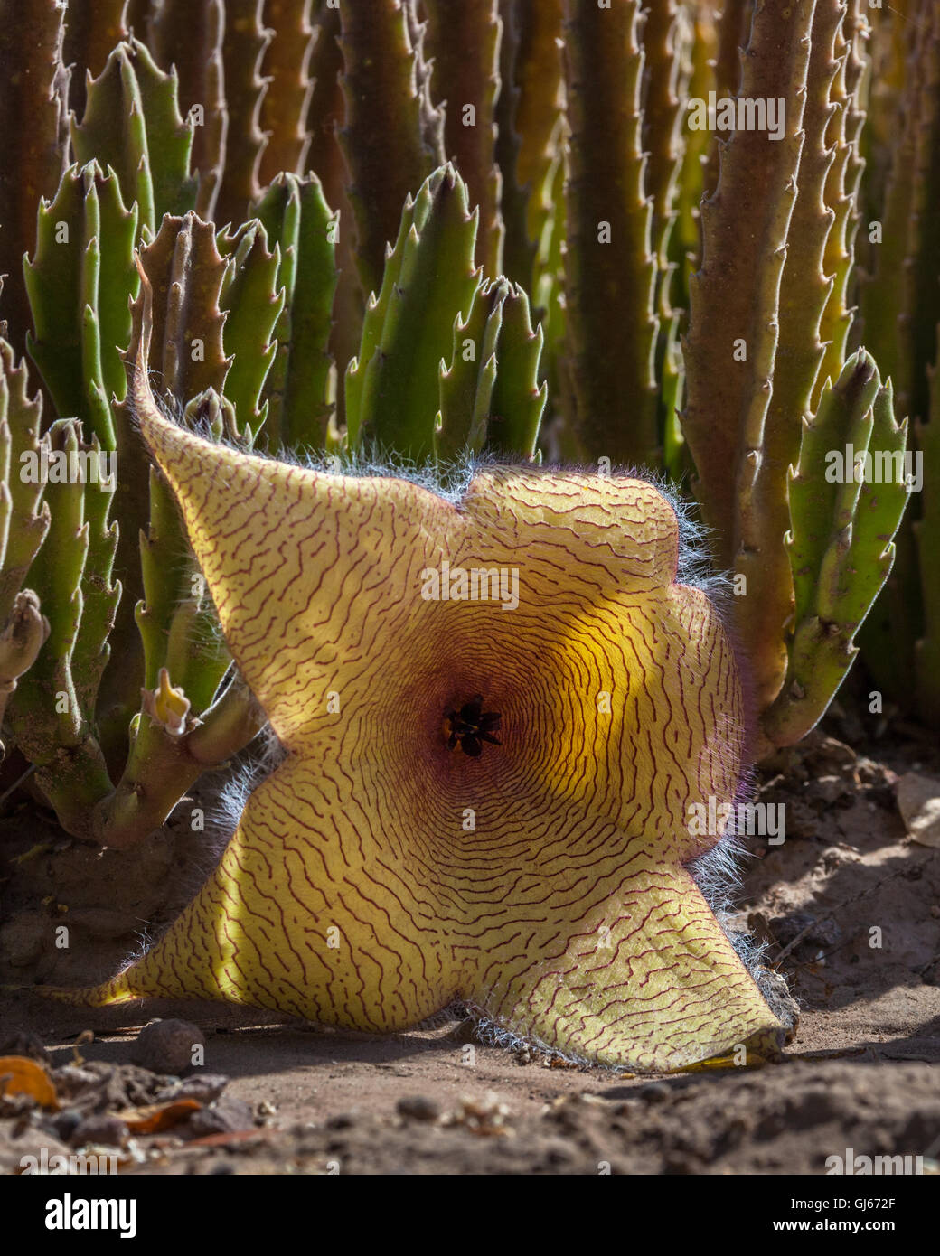 An (Stapelia grandiflora) blooms in the cactus garden of the Jardín ...