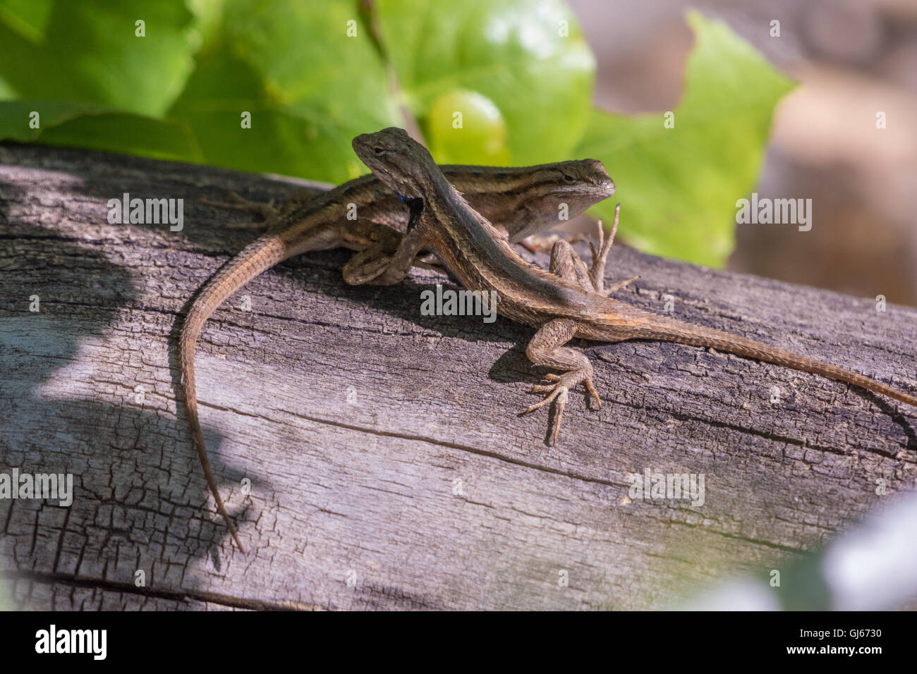 Courting Southwestern Fence lizards, (Sceloporus cowlesi), Rio Grande ...