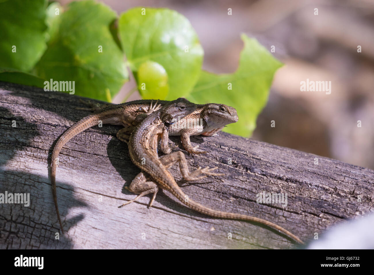 Courting Southwestern Fence lizards, (Sceloporus cowlesi), Rio Grande ...