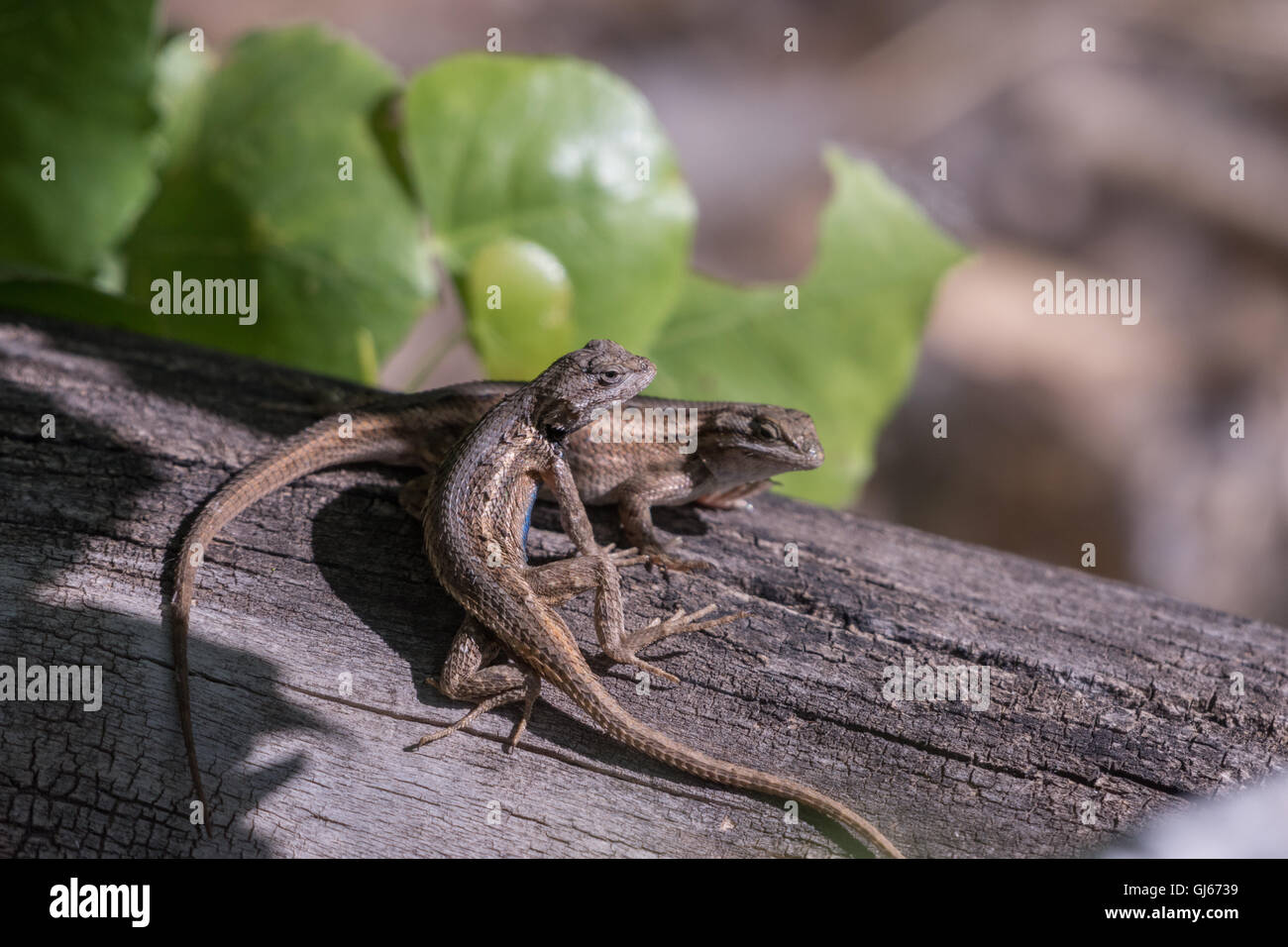 Southwestern fence lizards hi-res stock photography and images - Alamy