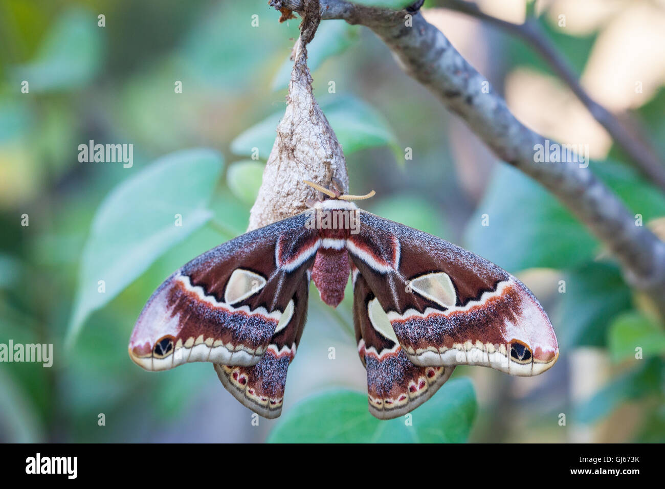 Rothschildia moth hi-res stock photography and images - Alamy