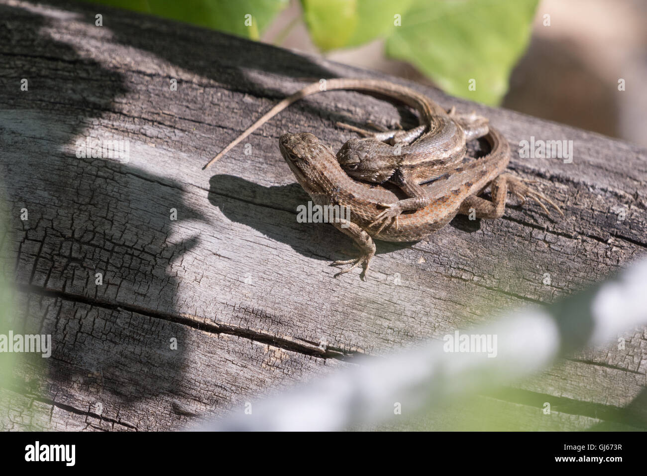 Courting Southwestern Fence lizards, (Sceloporus cowlesi), Rio Grande ...