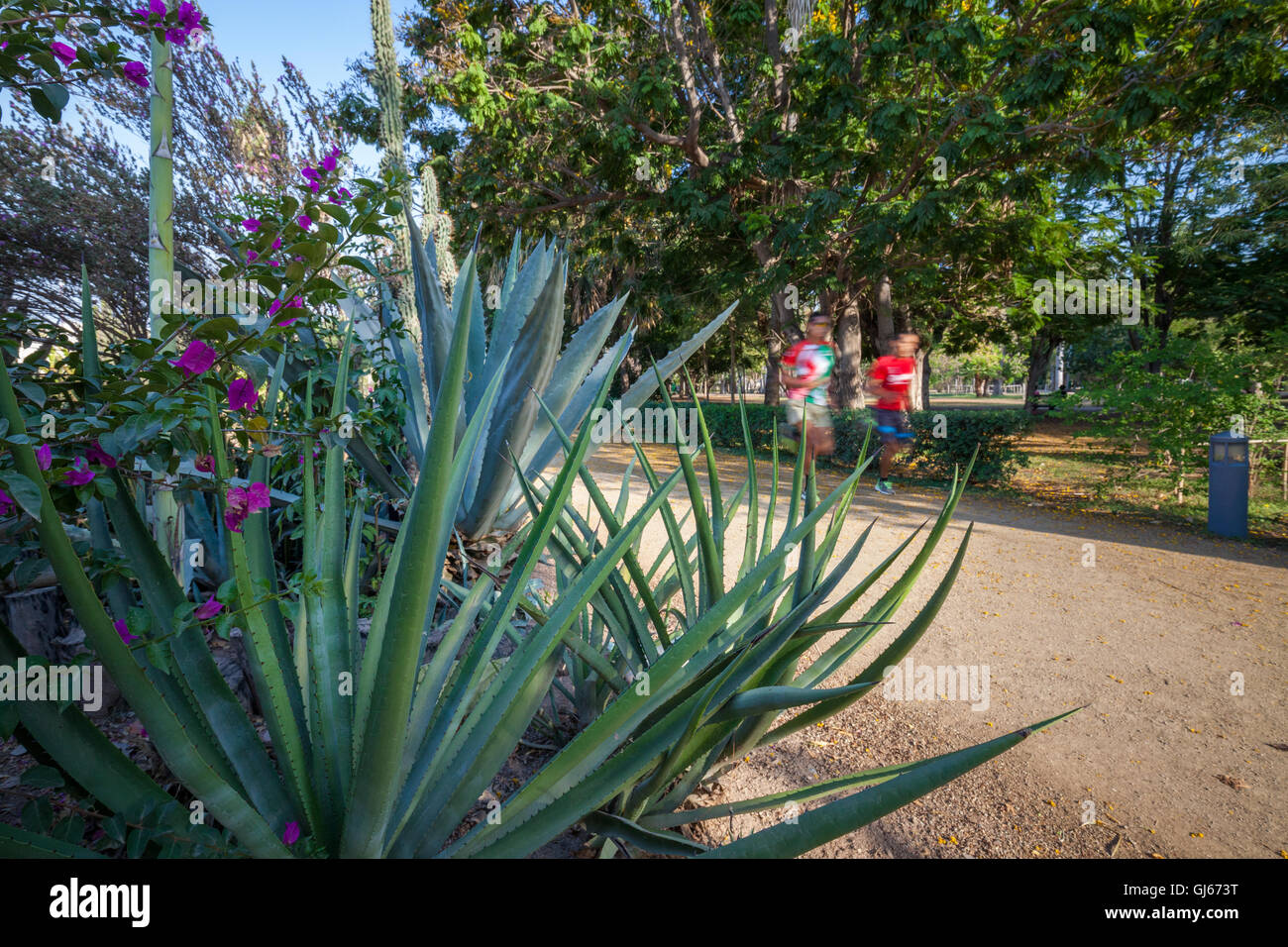 Runners on a trail in the Parque Botanico of Los Mochis, Sinaloa ...