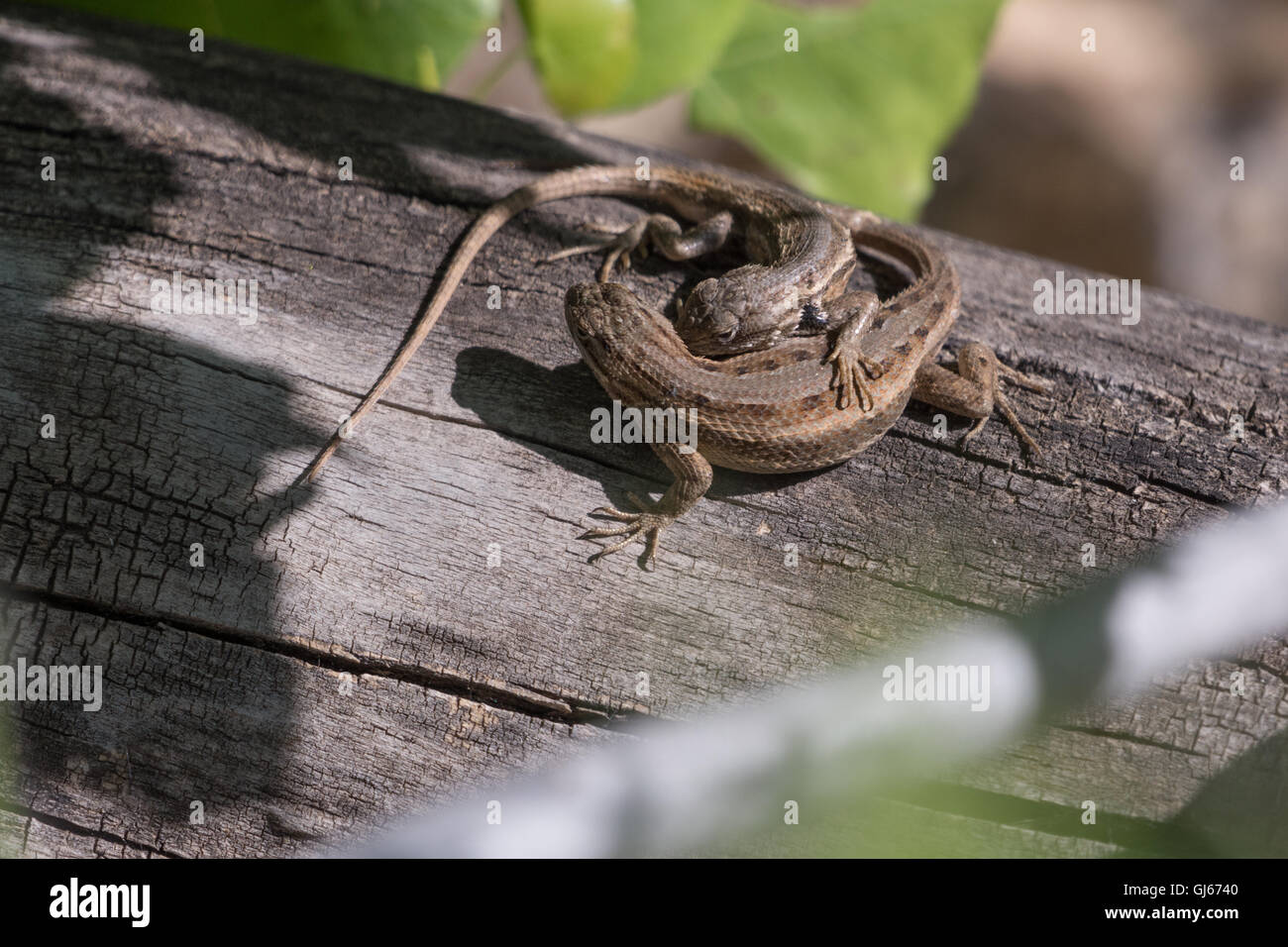 Southwestern fence lizards hi-res stock photography and images - Alamy