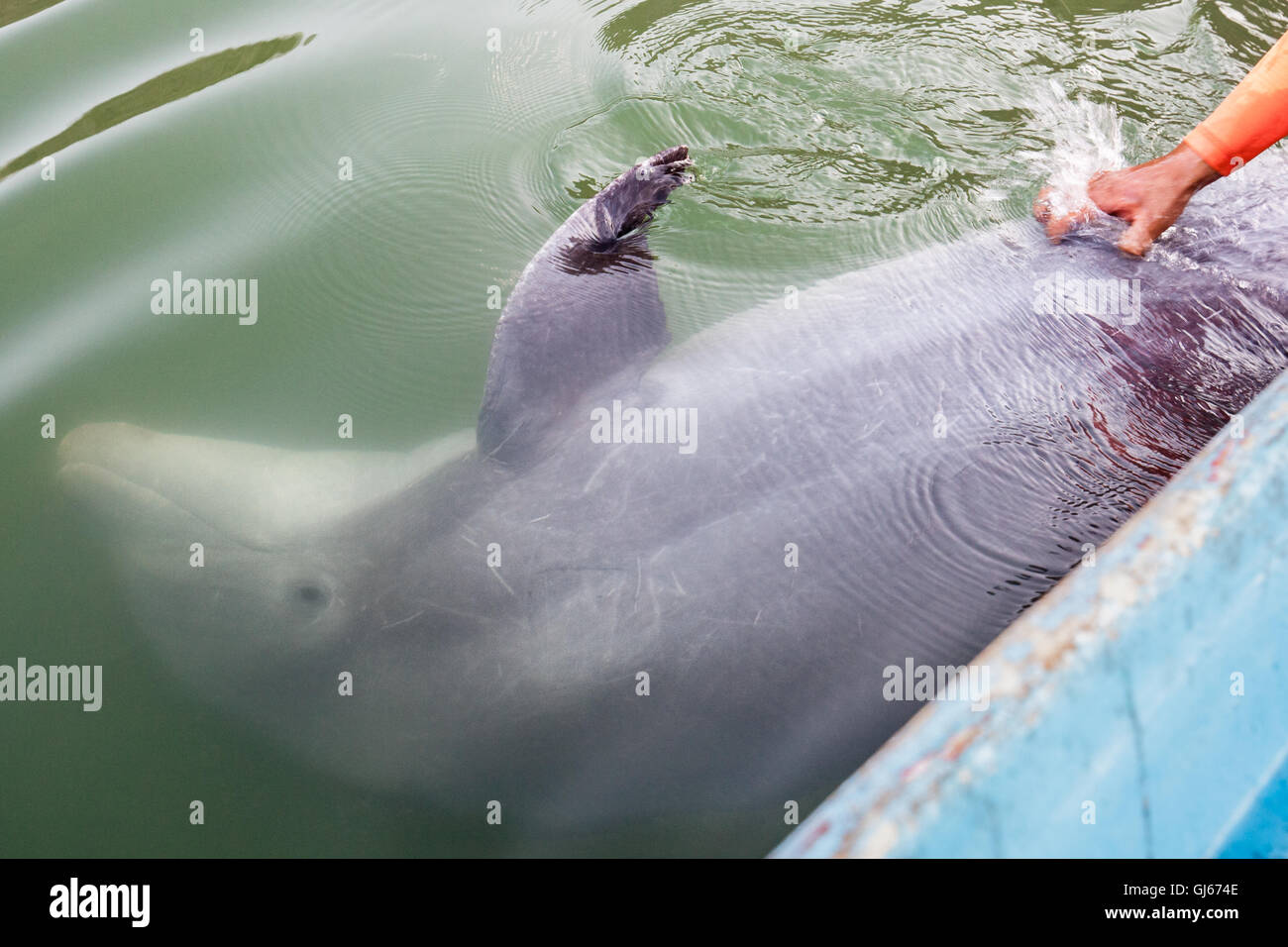 Pechocho hi-res stock photography and images - Alamy