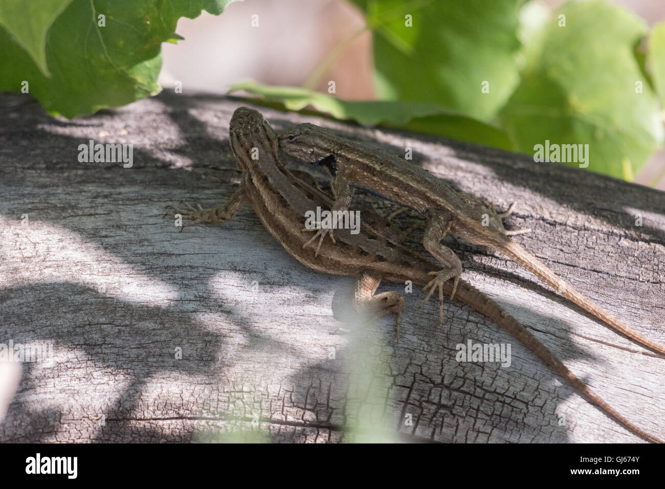 Lizards mating High Resolution Stock Photography and Images - Alamy