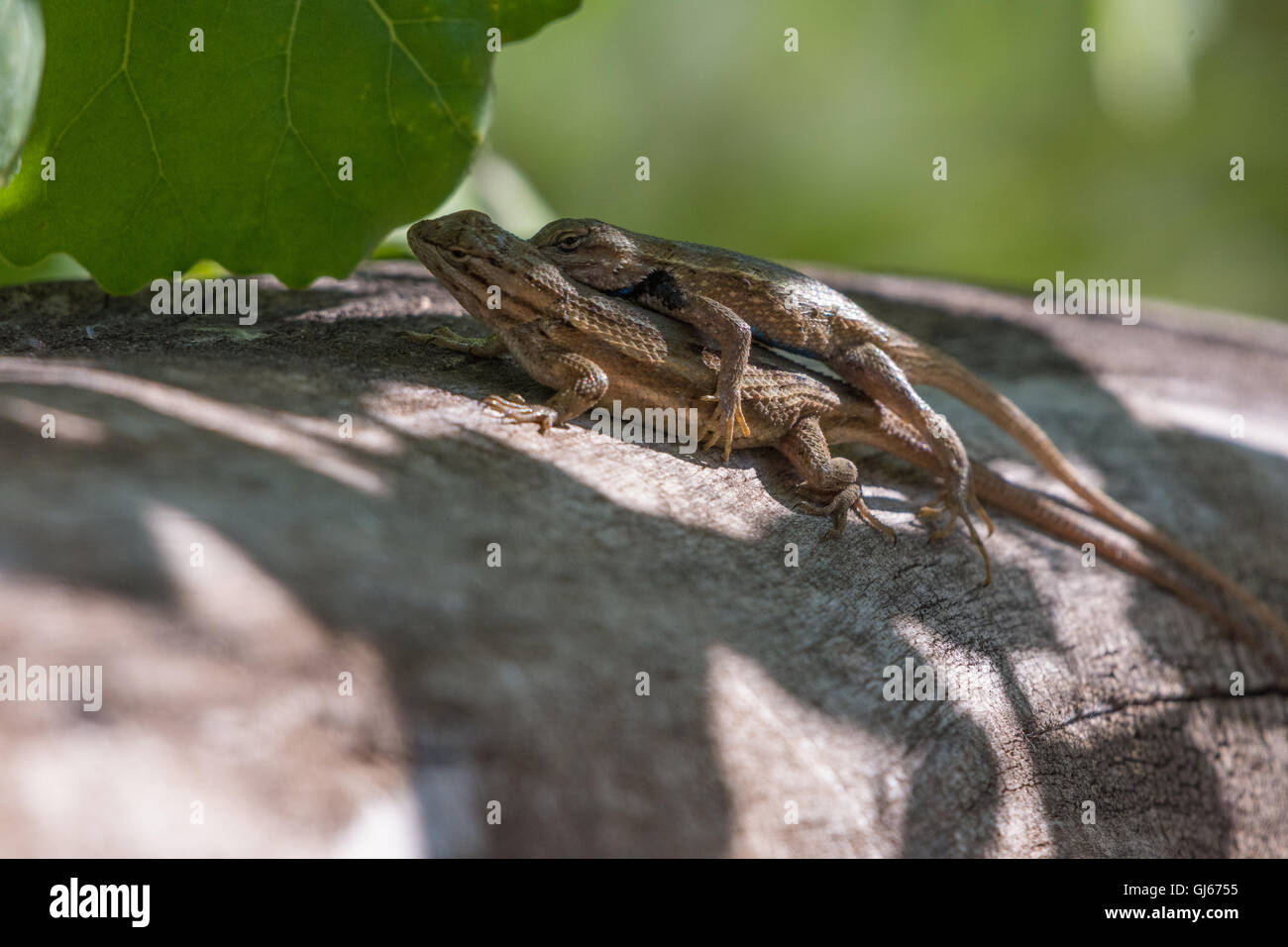 Courting Southwestern Fence lizards, (Sceloporus cowlesi), Rio Grande ...