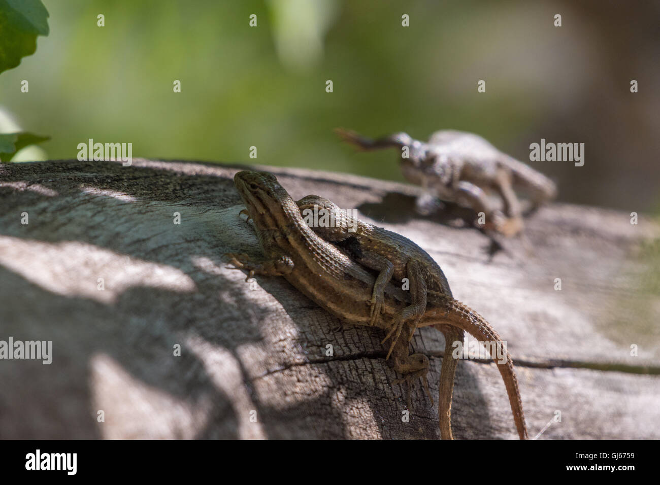 Lizards mating High Resolution Stock Photography and Images - Alamy