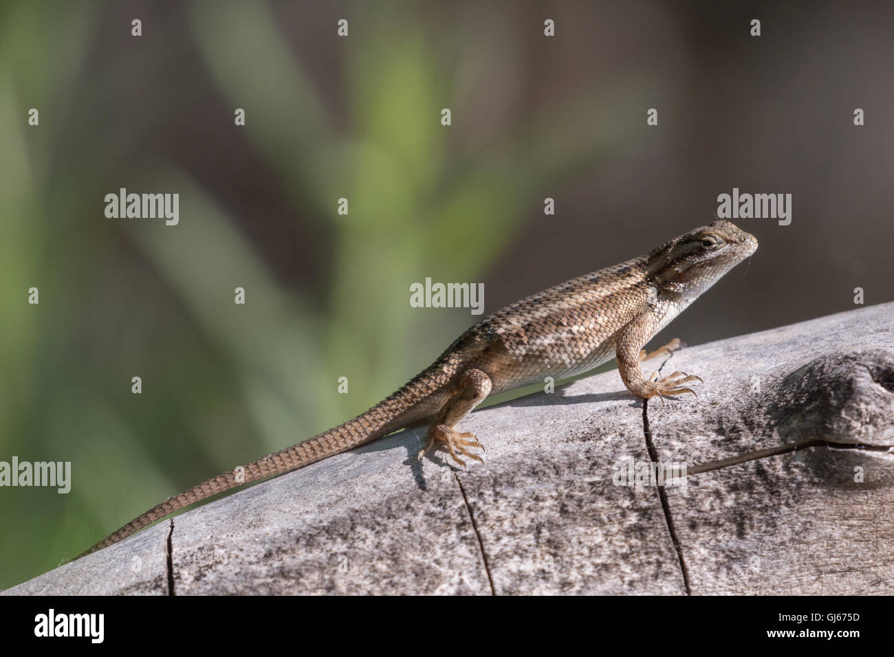 Courting Southwestern Fence lizards, (Sceloporus cowlesi), Rio Grande ...