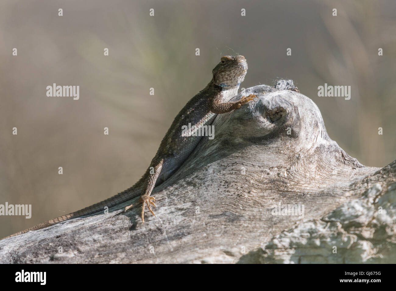 Courting Southwestern Fence lizards, (Sceloporus cowlesi), Rio Grande ...