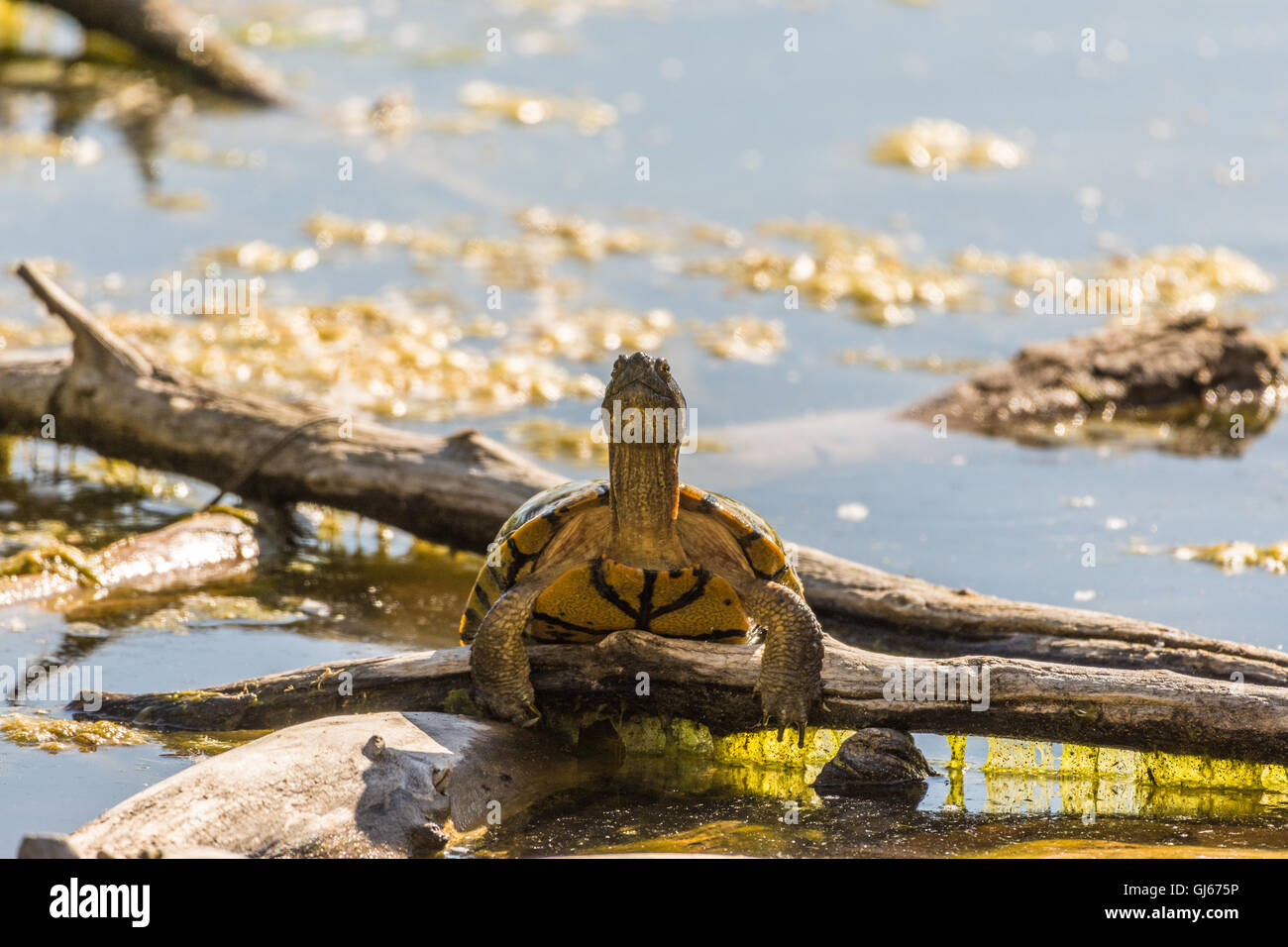 Red eared slider hi-res stock photography and images - Alamy