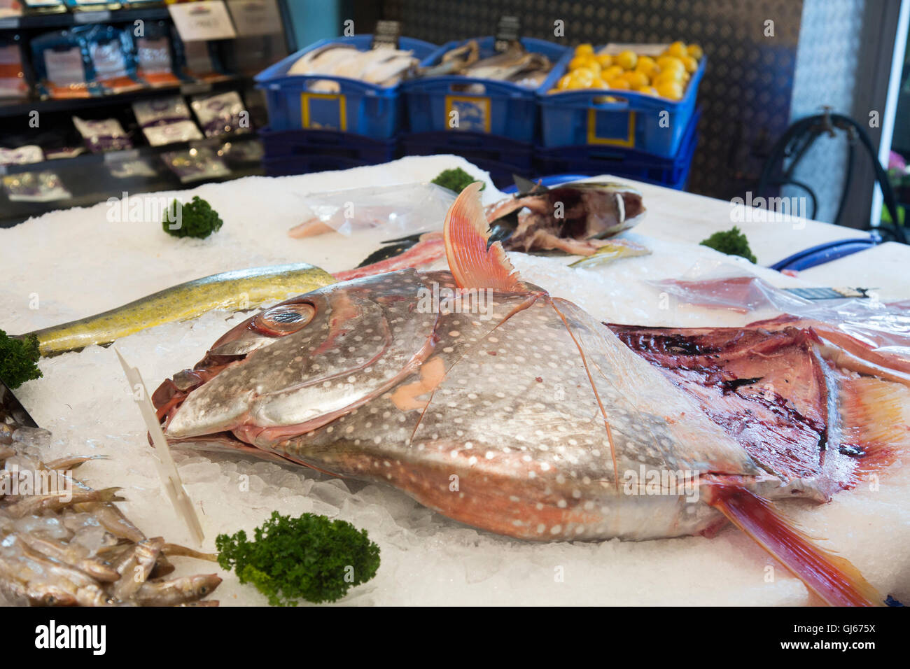 Moonfish hi-res stock photography and images - Alamy