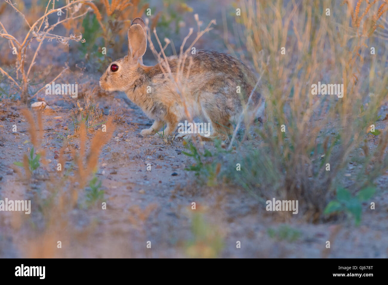 Desert cottontail rabbit or audubons cottontail hi-res stock ...