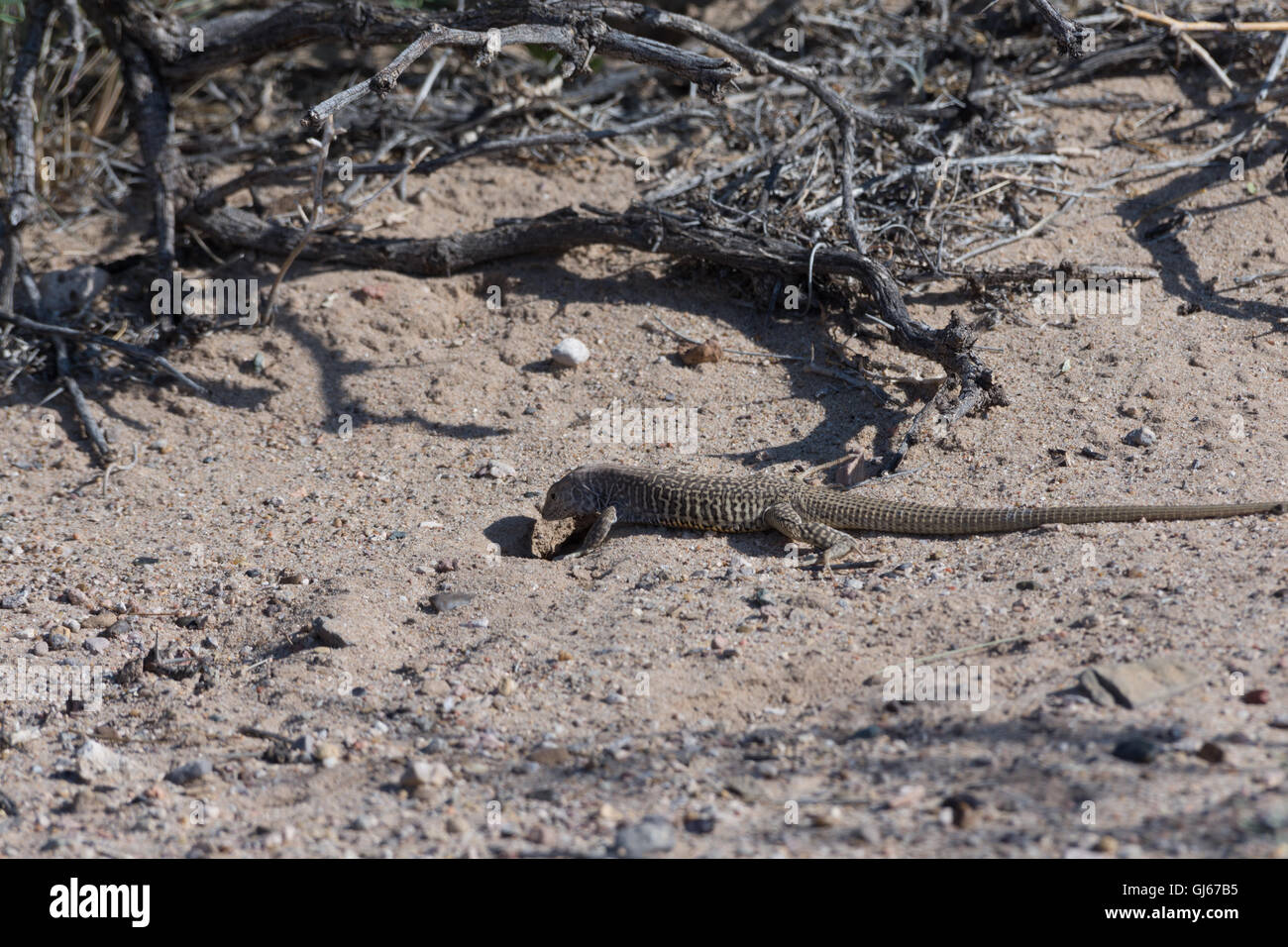 Western whiptail lizard hi-res stock photography and images - Alamy