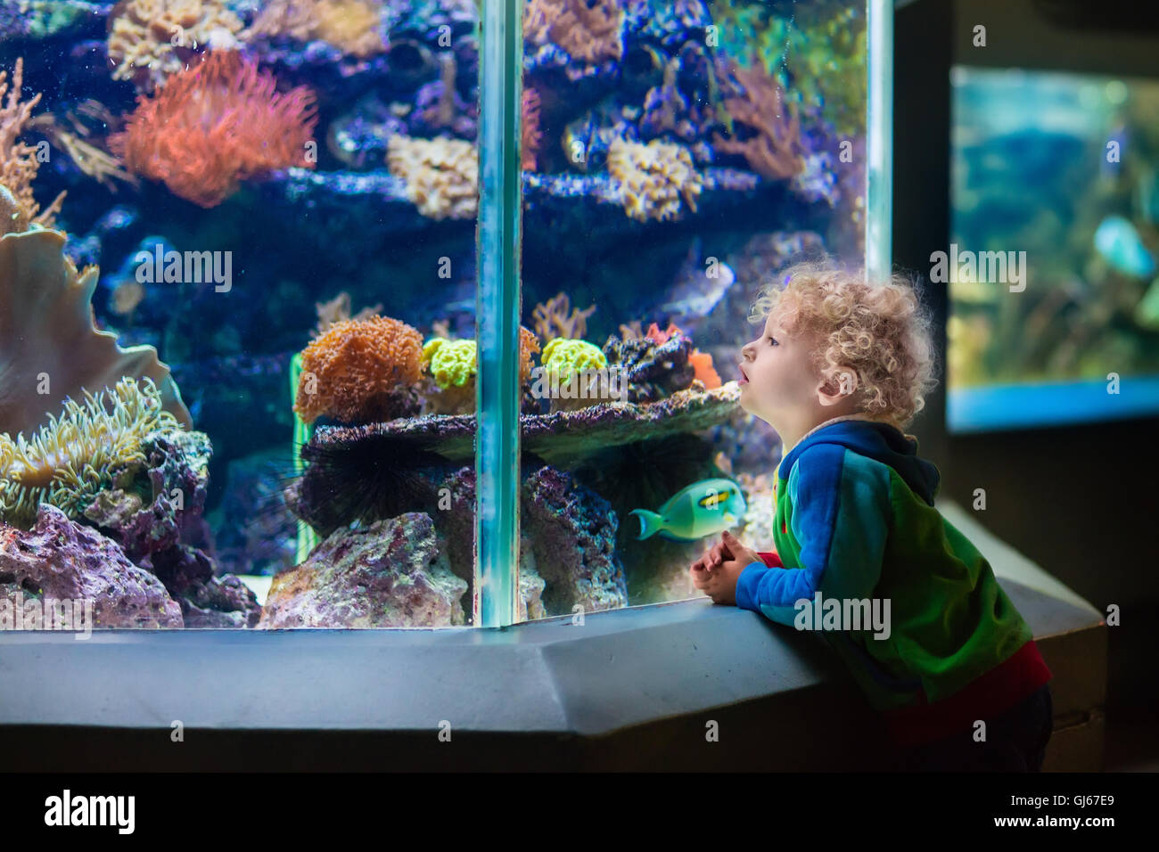 Little boy watching tropical coral fish in large sea life tank. Kids at ...