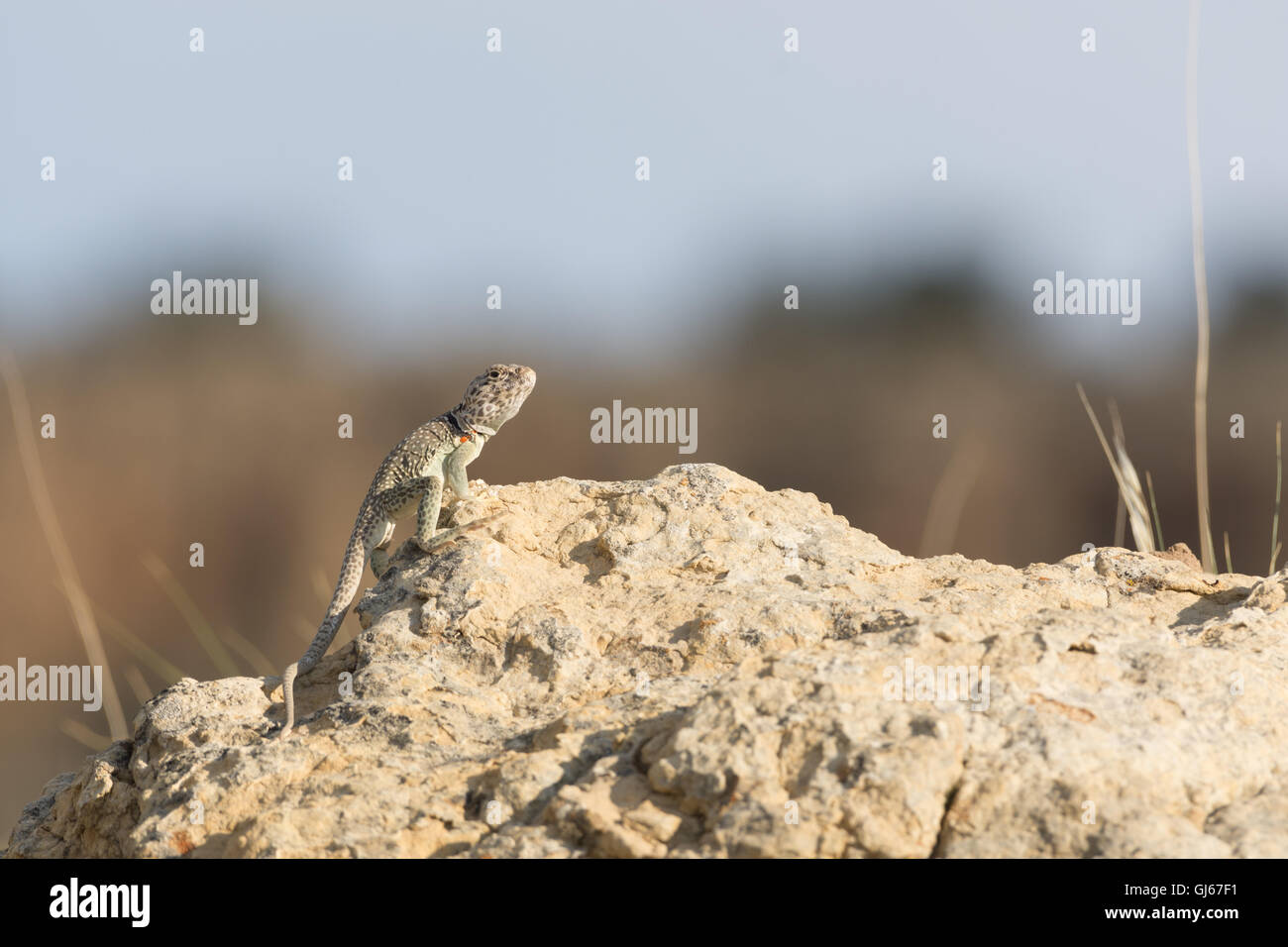 Eastern collared lizards hi-res stock photography and images - Alamy