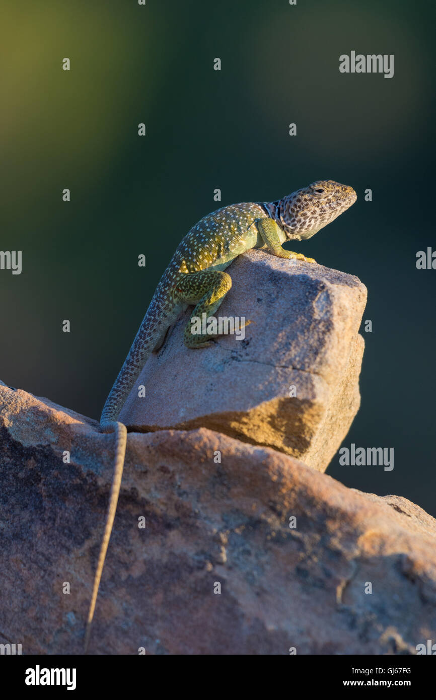 Eastern Collared Lizard, (Crotaphytus collaris), Ojito Wilderness, New ...