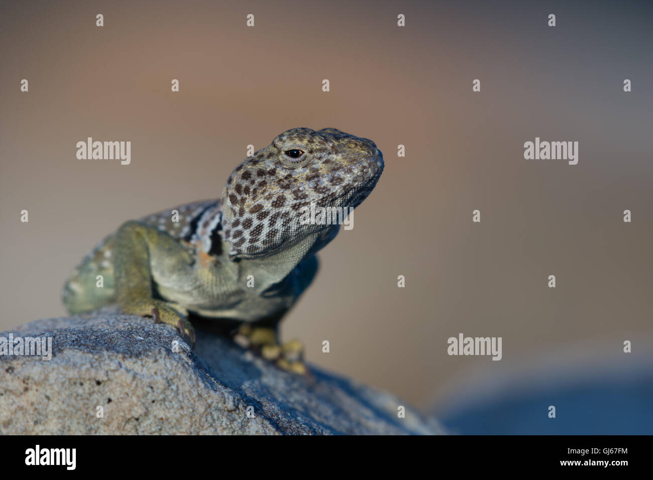 Eastern Collared Lizard, (Crotaphytus collaris), Ojito Wilderness, New ...