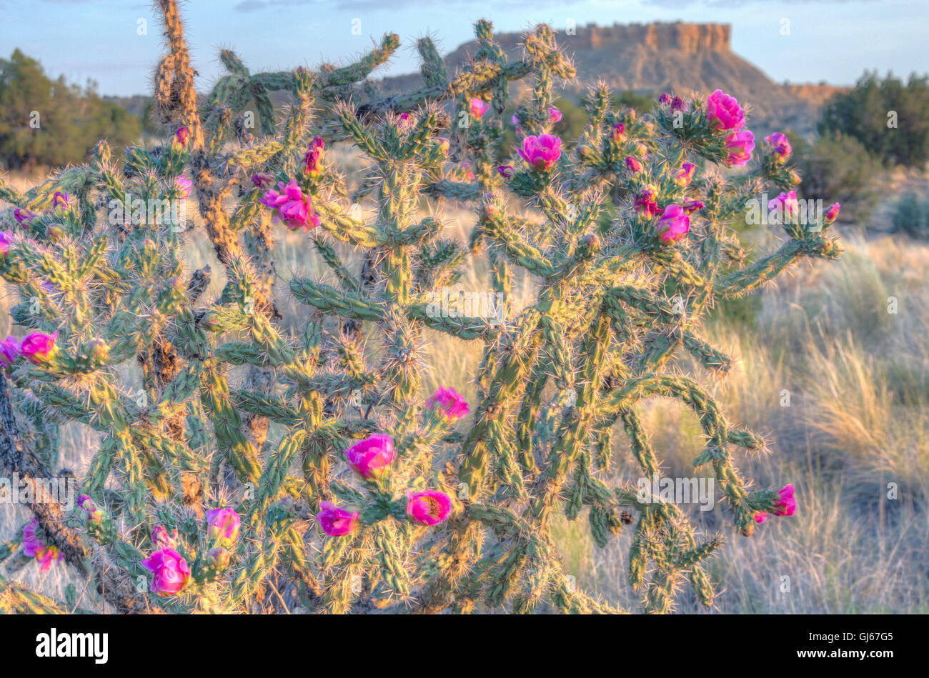 Blooming Tree Cholla, (Cylindropuntia imbricata), Ojito Wilderness, New ...