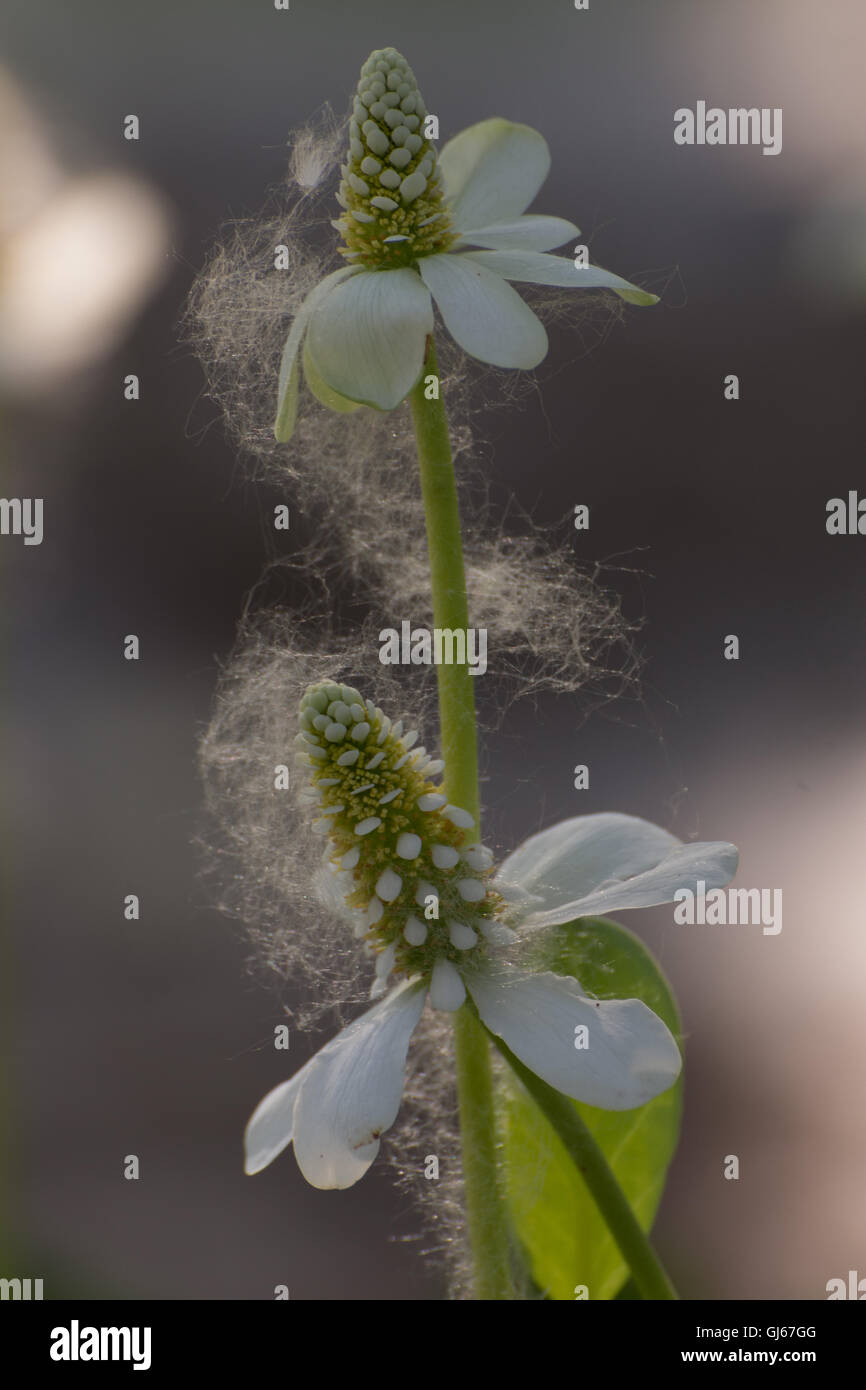Yerba Mansa, (Anemopsis californica), Rio Grande Nature Center State ...
