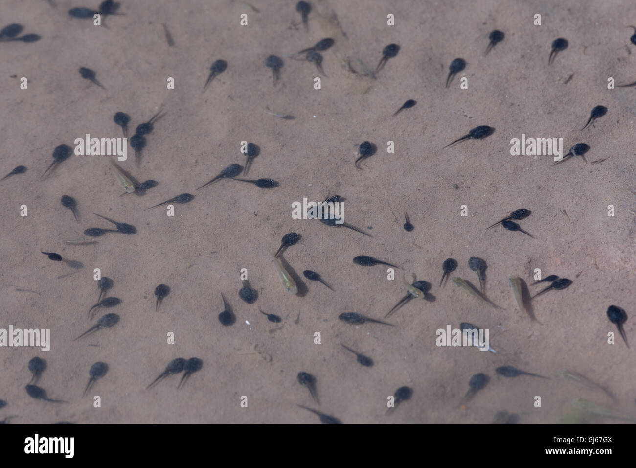 Woodhouse Toad, (Anaxyrus woodhousei), tadpoles. Rio Grande Nature ...