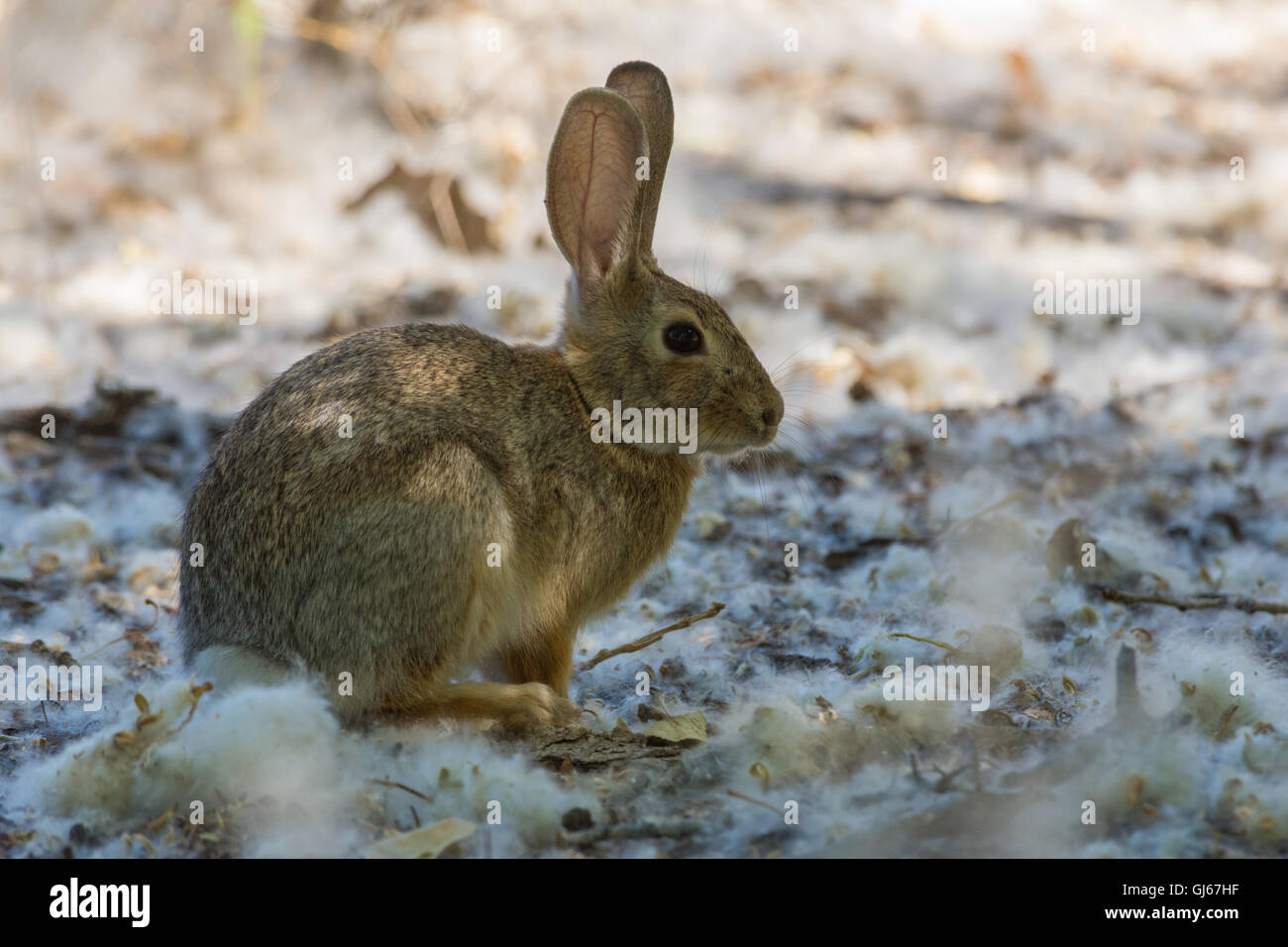 Desert Cottontail, (Sylvilagus auduboni), Rio Grande Nature Center ...