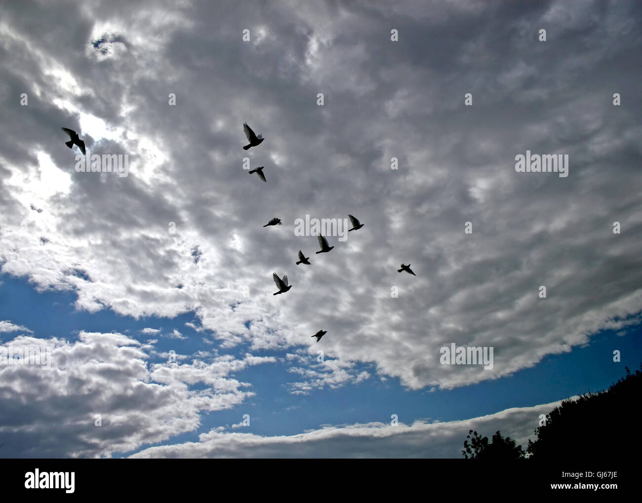 Birds Flying in front of the clouds Stock Photo - Alamy
