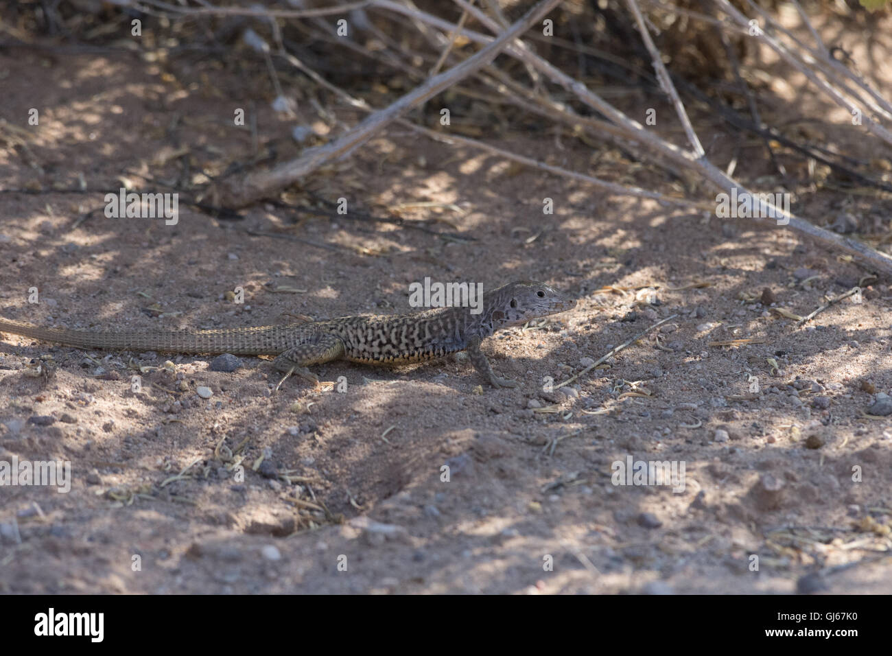 Whiptail lizard hi-res stock photography and images - Alamy