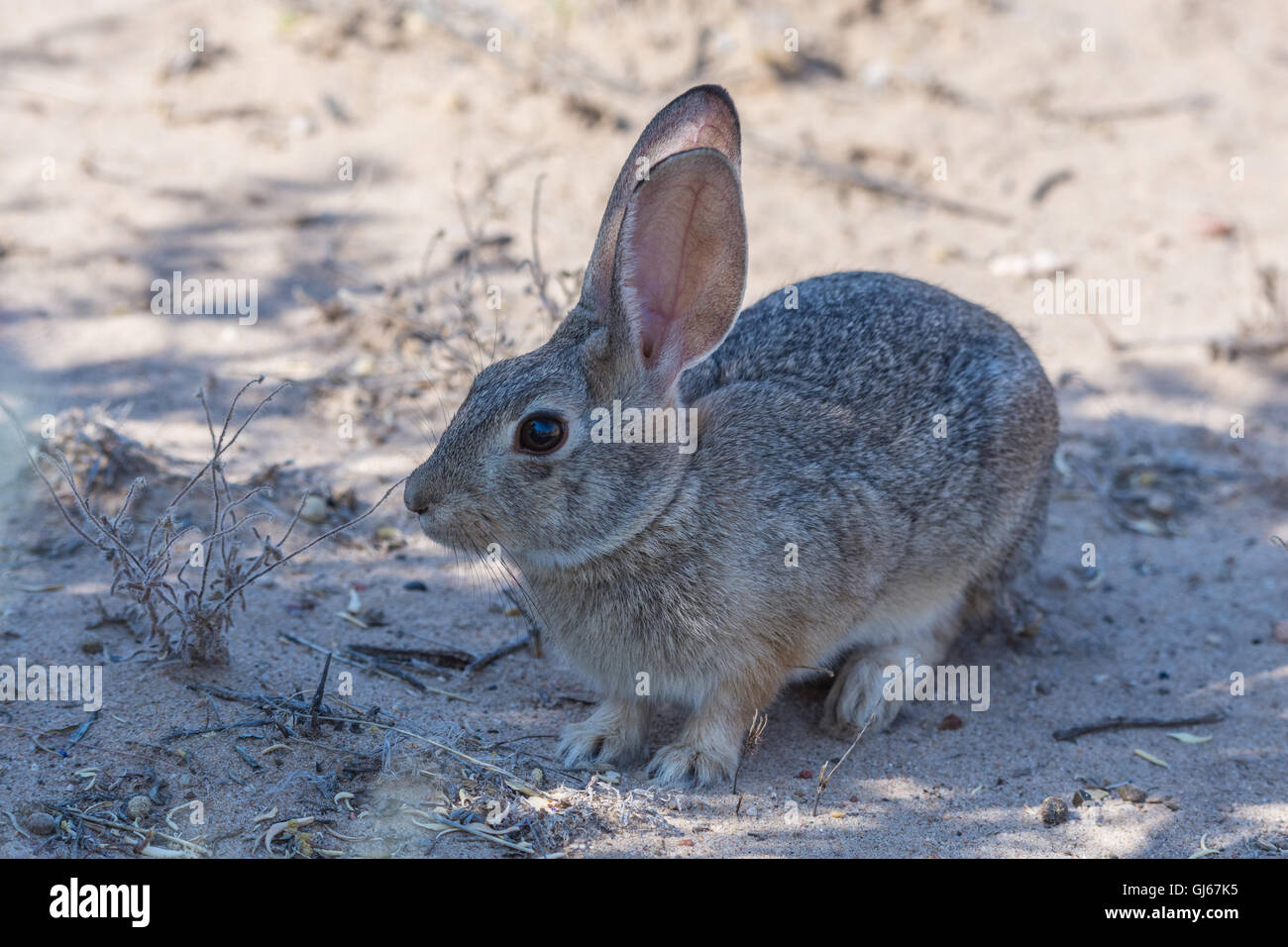 Desert Cottontail Rabbit High Resolution Stock Photography and Images ...