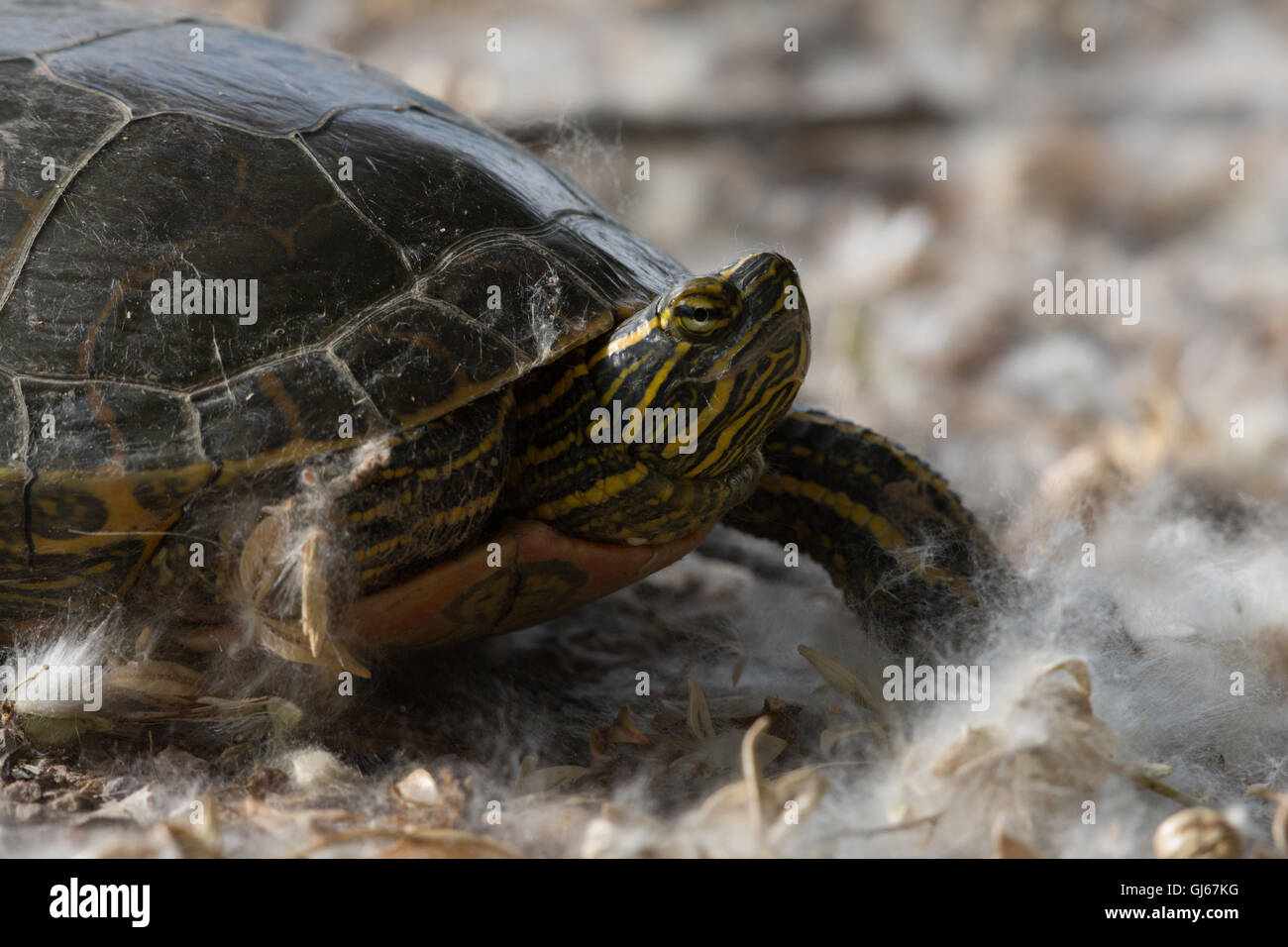 Female Western Painted Turtle, (Chrysemys picta bellii), searching for ...