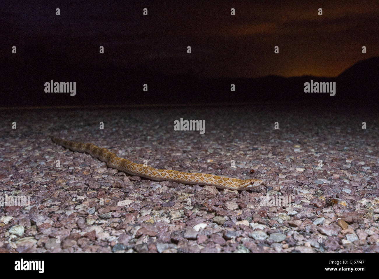 Desert Night Snake High Resolution Stock Photography and Images - Alamy