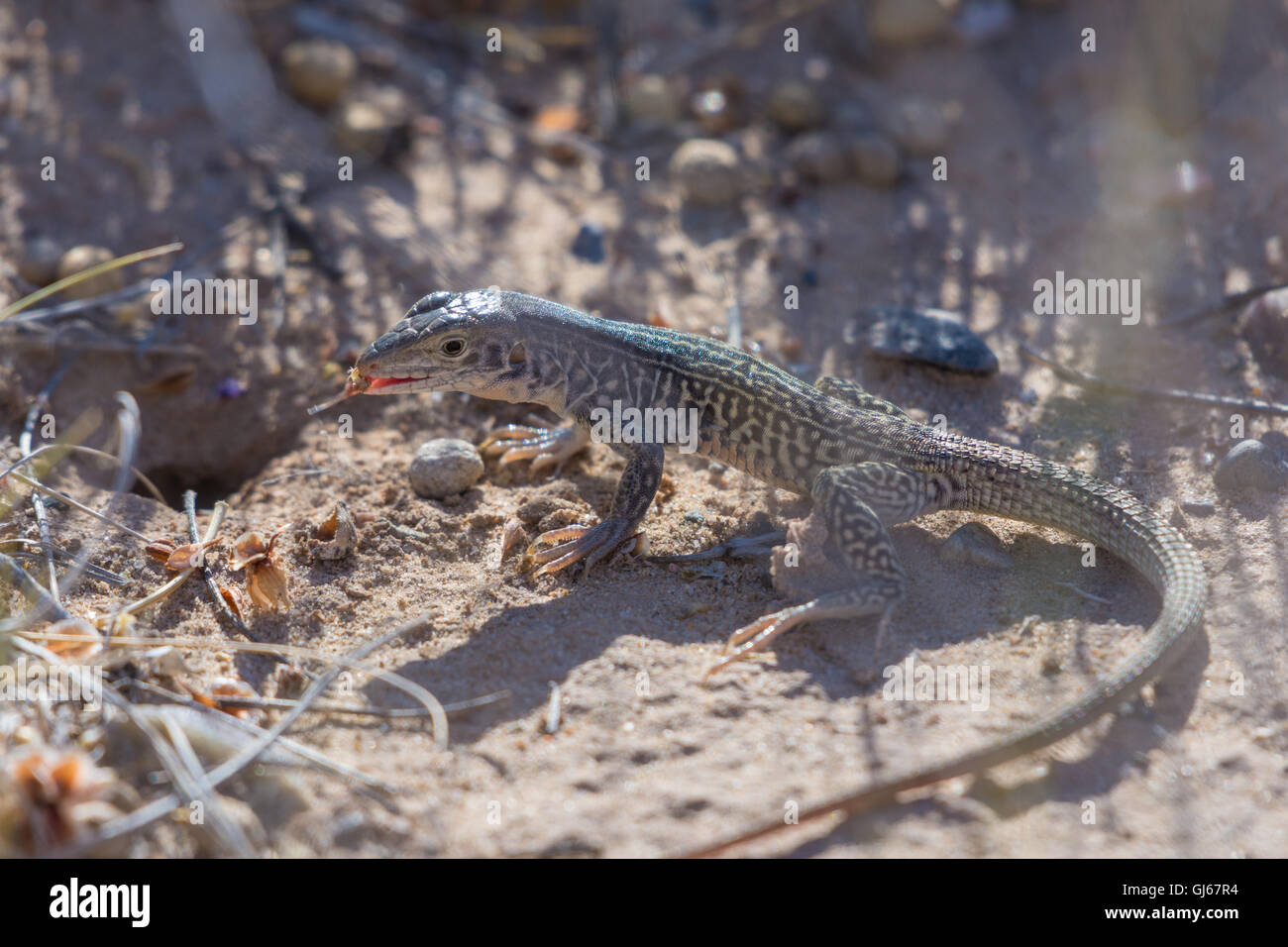 Whiptail lizard, new mexico hi-res stock photography and images - Alamy