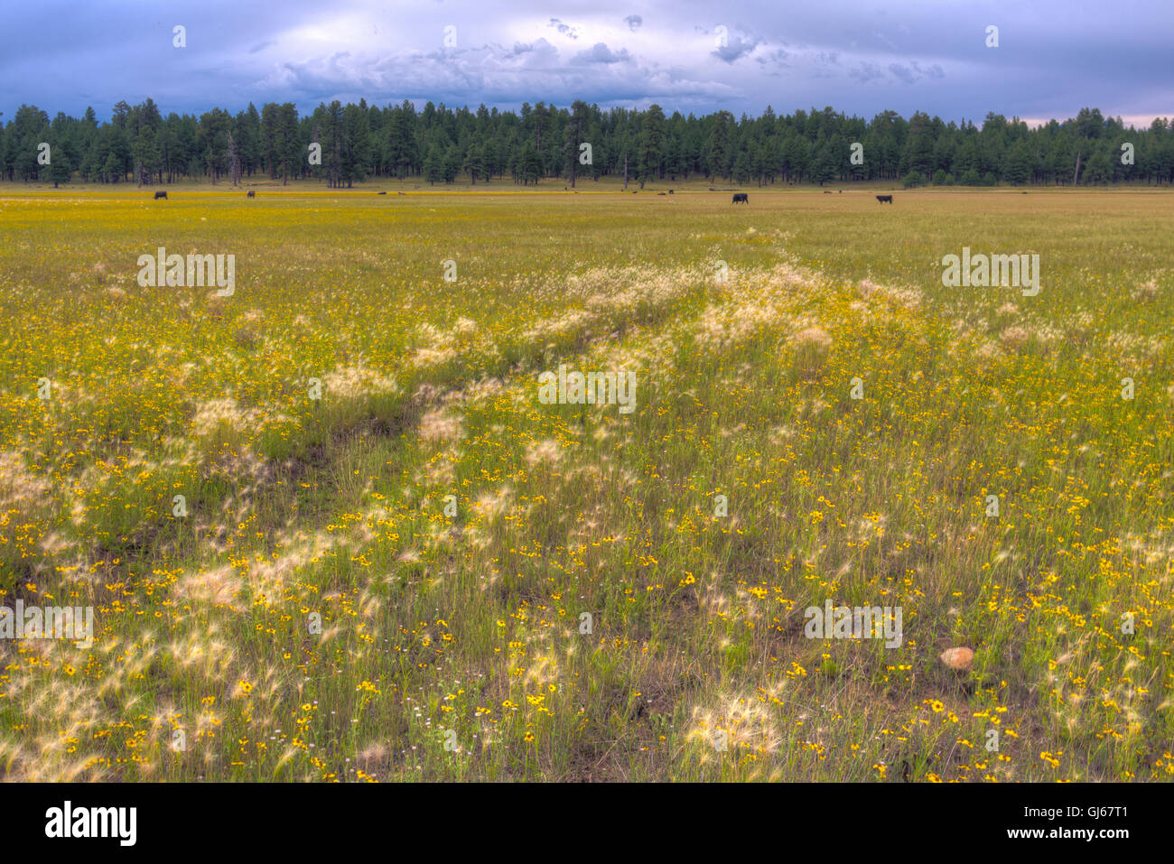 Coconino flagstaff arizona hi-res stock photography and images - Alamy
