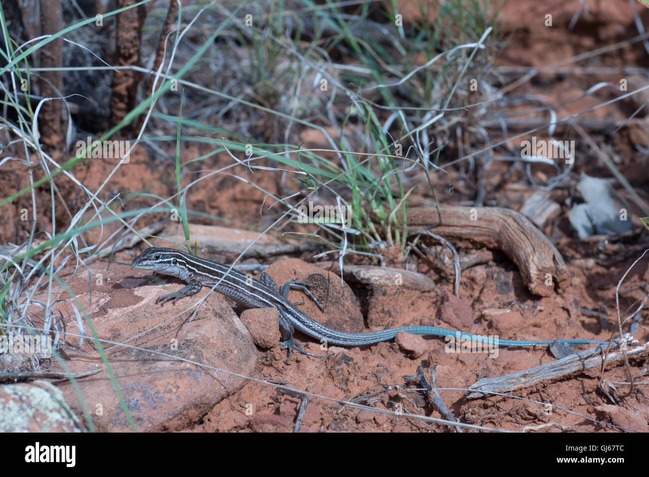 Plateau Striped Whiptail, (Aspidoscelis velox), Bell Trail near Sedona ...