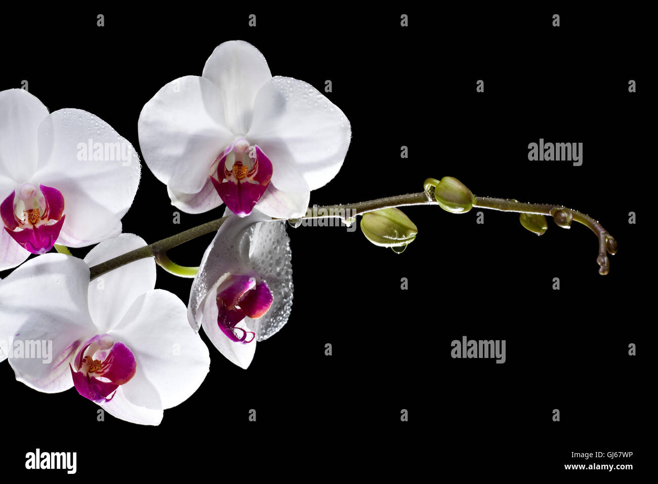 white orchids with dew drops isolated on black Stock Photo - Alamy