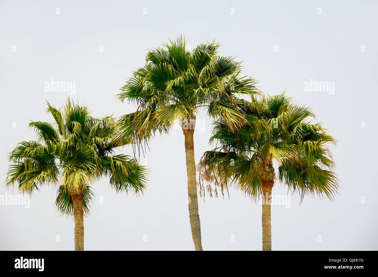 Three palm trees pattern hi-res stock photography and images - Alamy