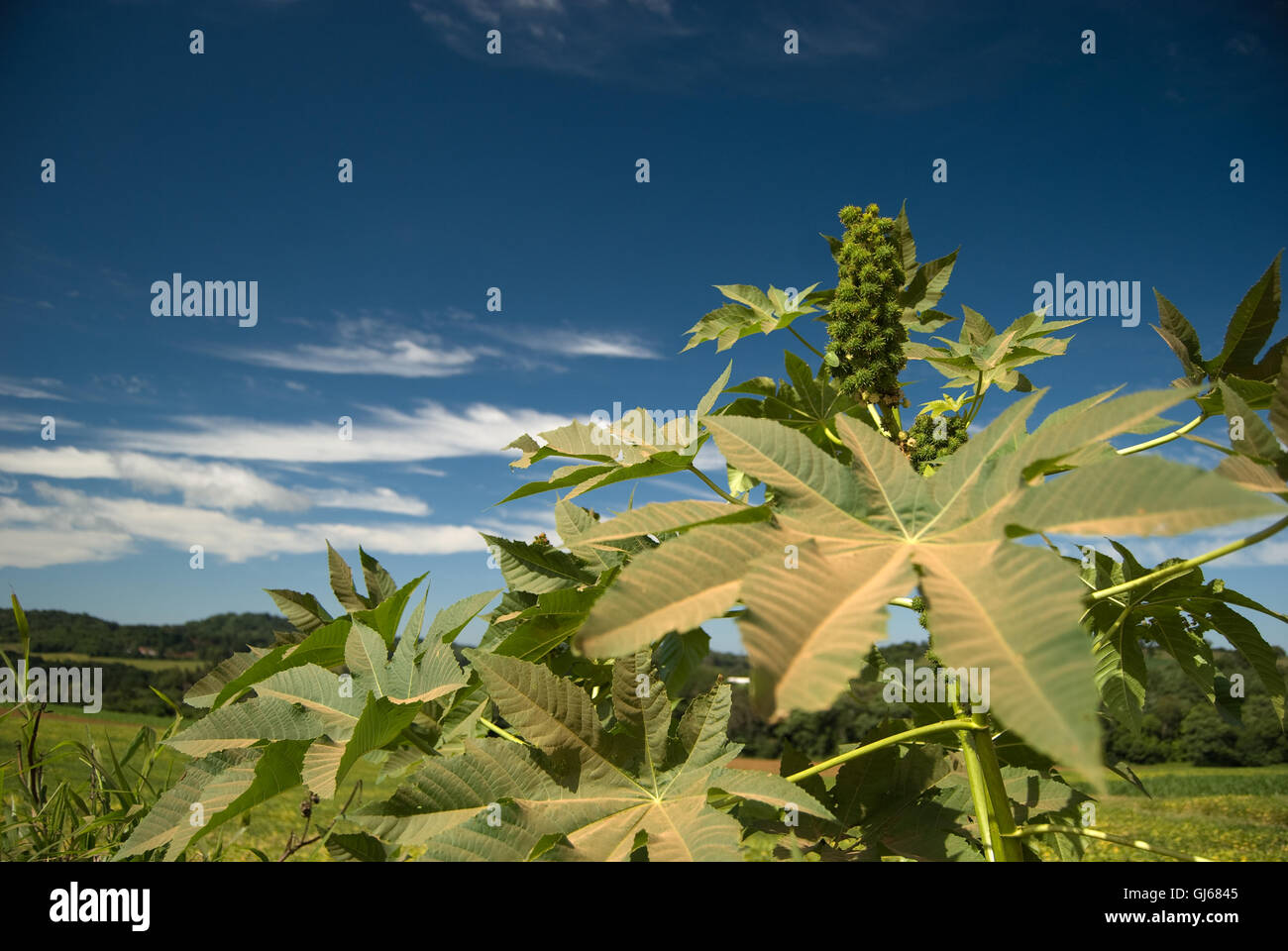 Castor seed hi-res stock photography and images - Alamy