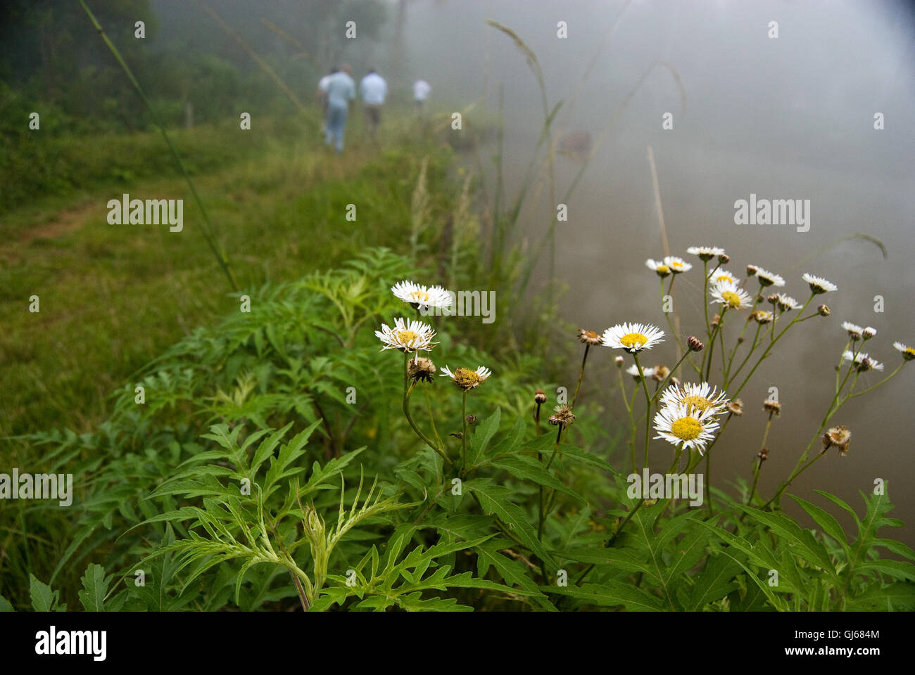 Way of Flowers Stock Photo - Alamy