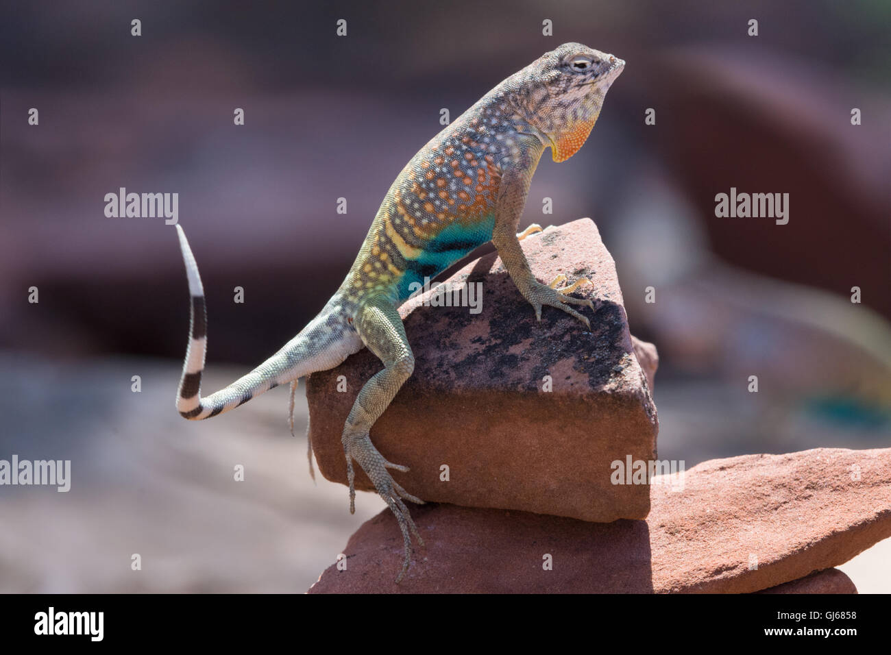 Male Chihuahuan Greater Earless Lizard, (Cophisaurus texanus scitulus ...