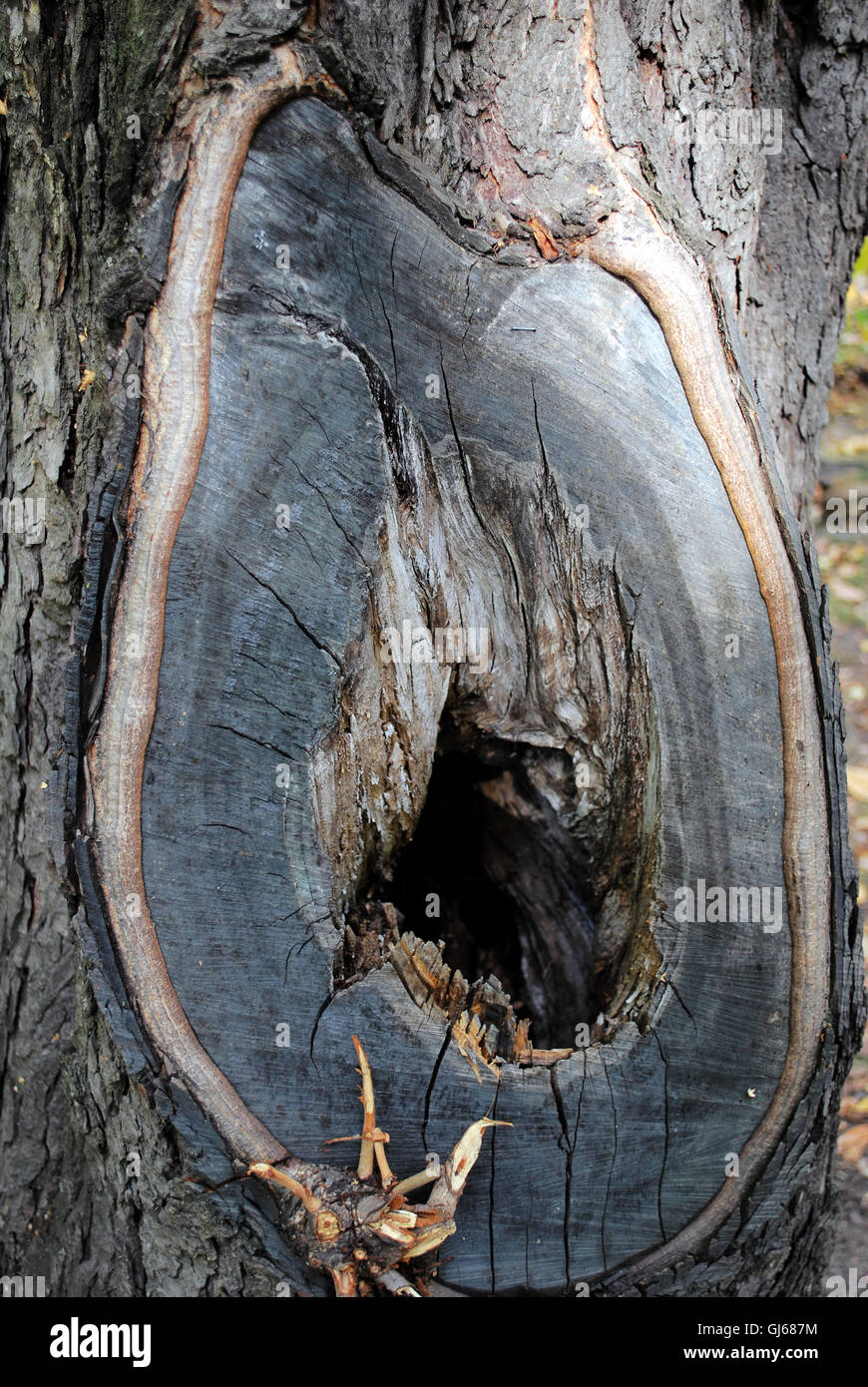 Hollows tree hi-res stock photography and images - Alamy