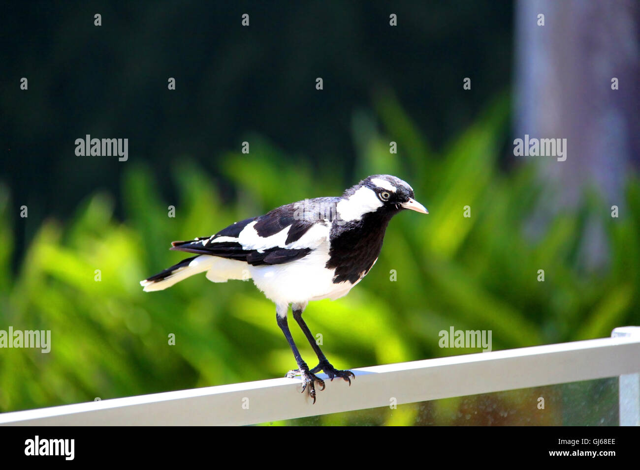 Australian magpie standing on hi-res stock photography and images - Alamy