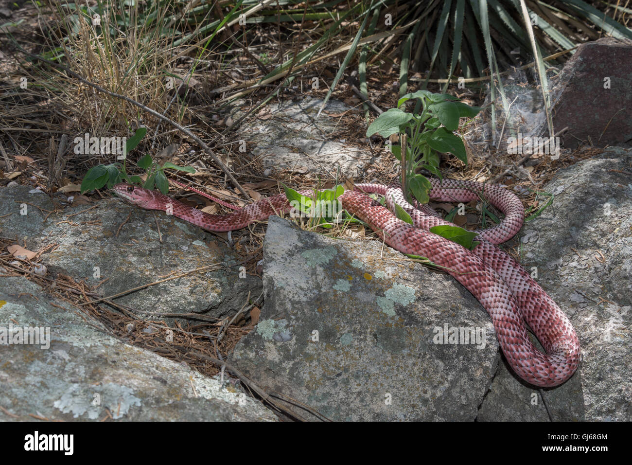 Coachwhip snake hi-res stock photography and images - Alamy