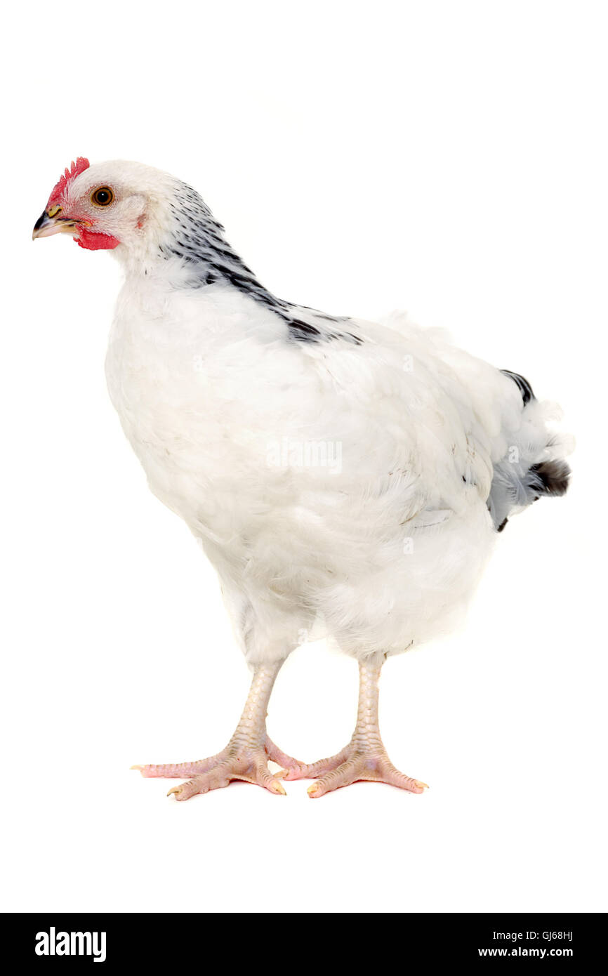 1 hen hi-res stock photography and images - Alamy